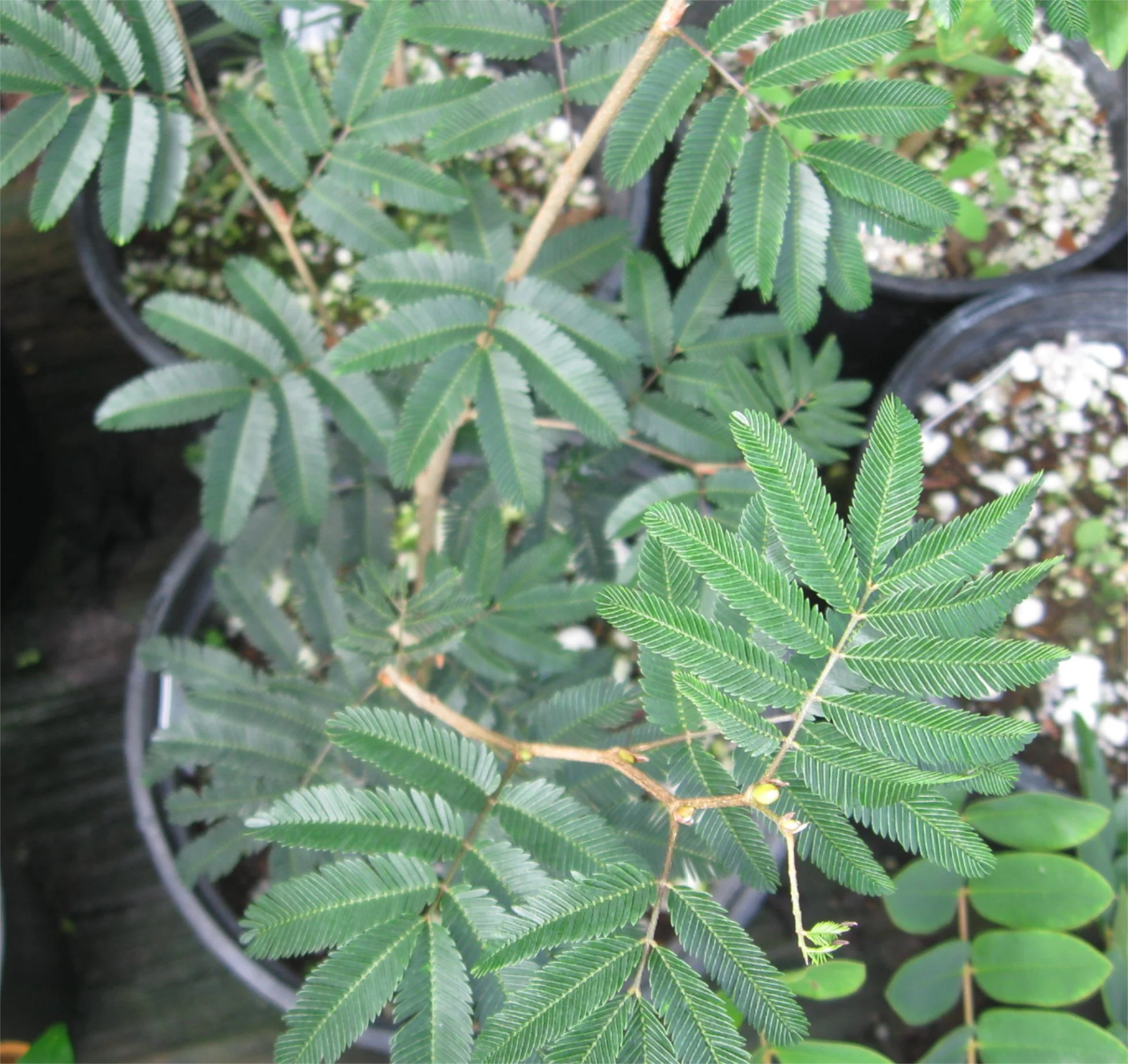Calliandra tweedii — Vintage Green Farms with Tom Piergrossi