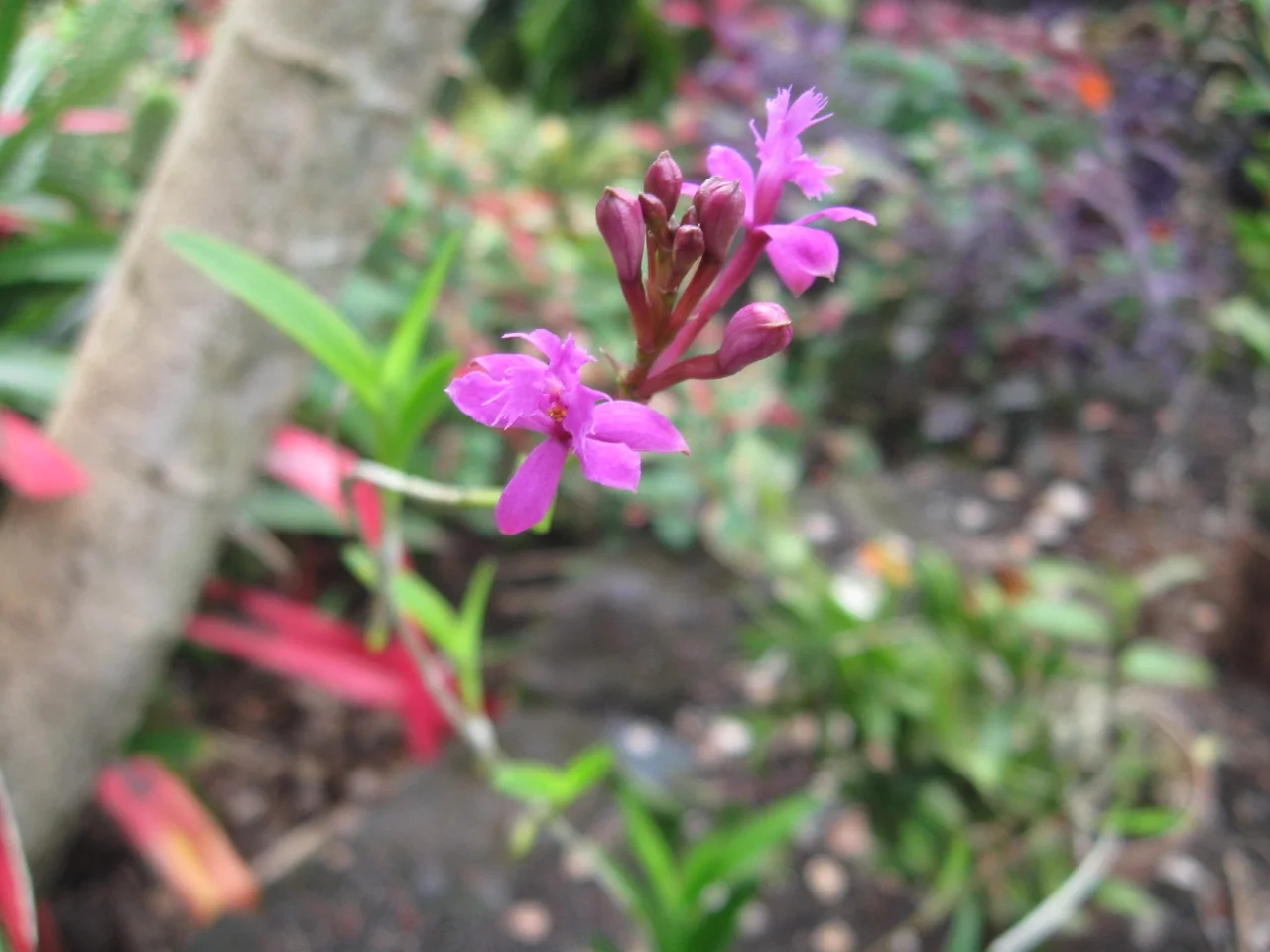 Orchid - Epidendrum — Vintage Green Farms with Tom Piergrossi
