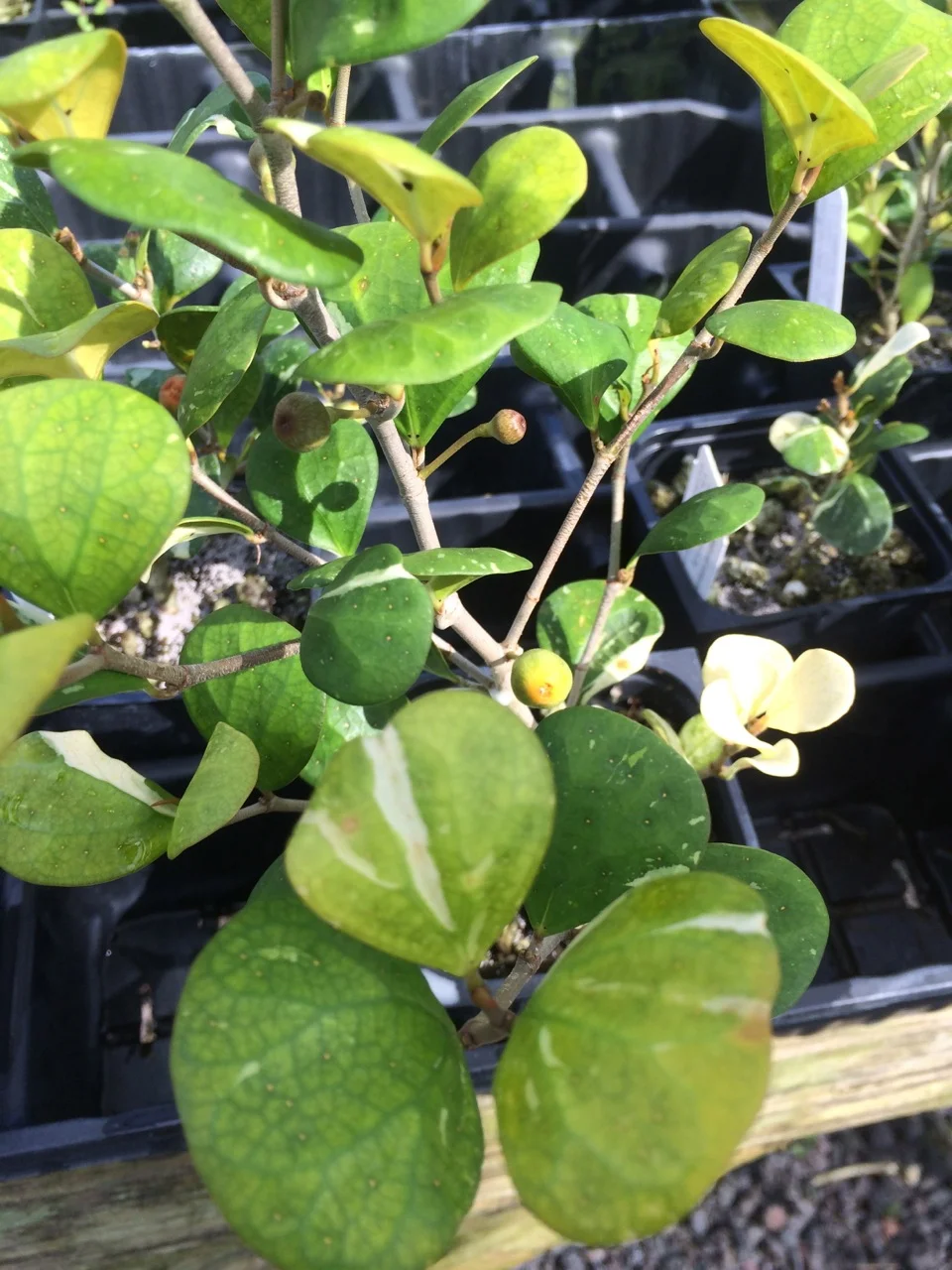 Ficus deltoidea variegatus — Vintage Green Farms with Tom Piergrossi