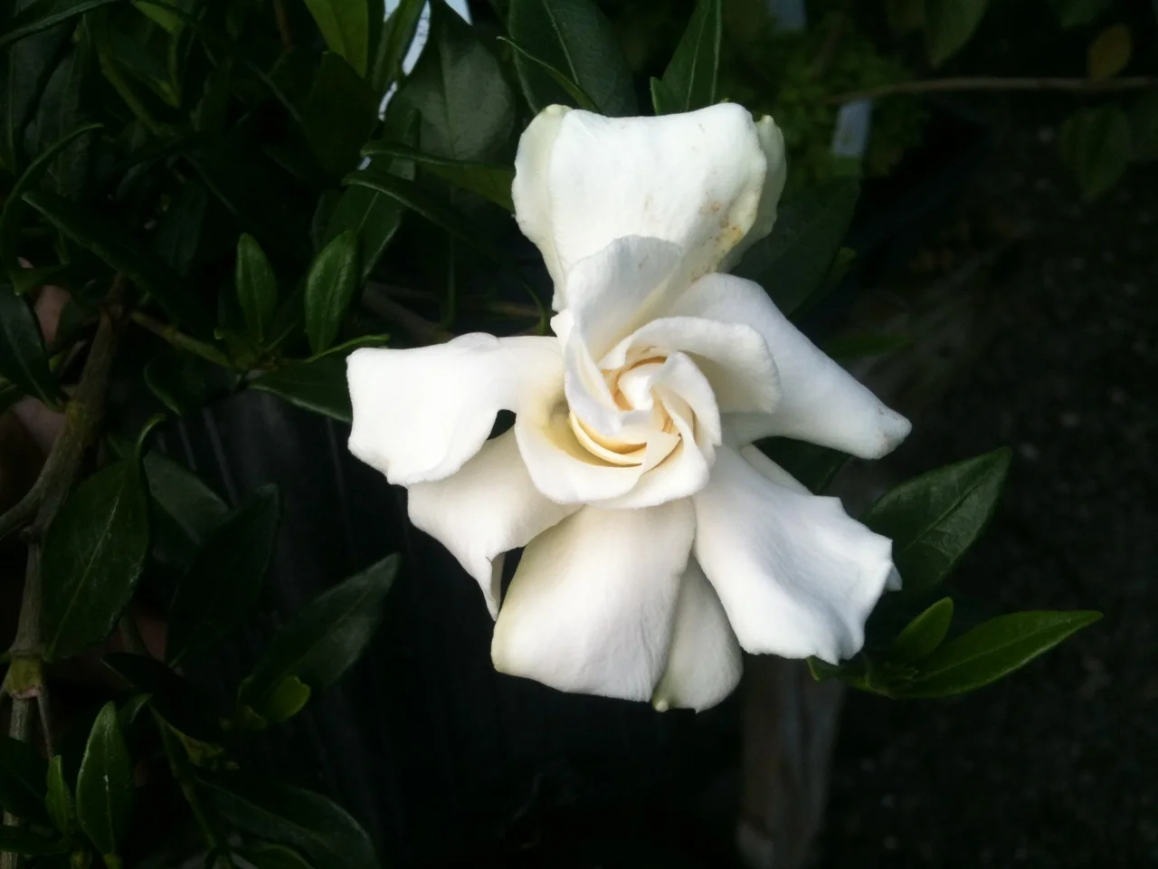 Gardenia radicans — Vintage Green Farms with Tom Piergrossi