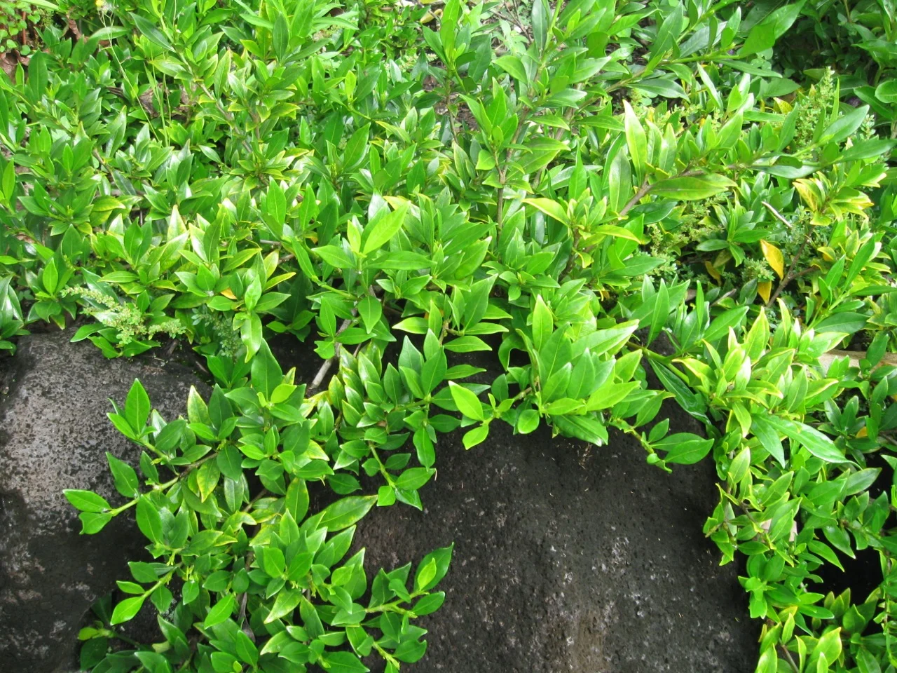 Gardenia radicans — Vintage Green Farms with Tom Piergrossi