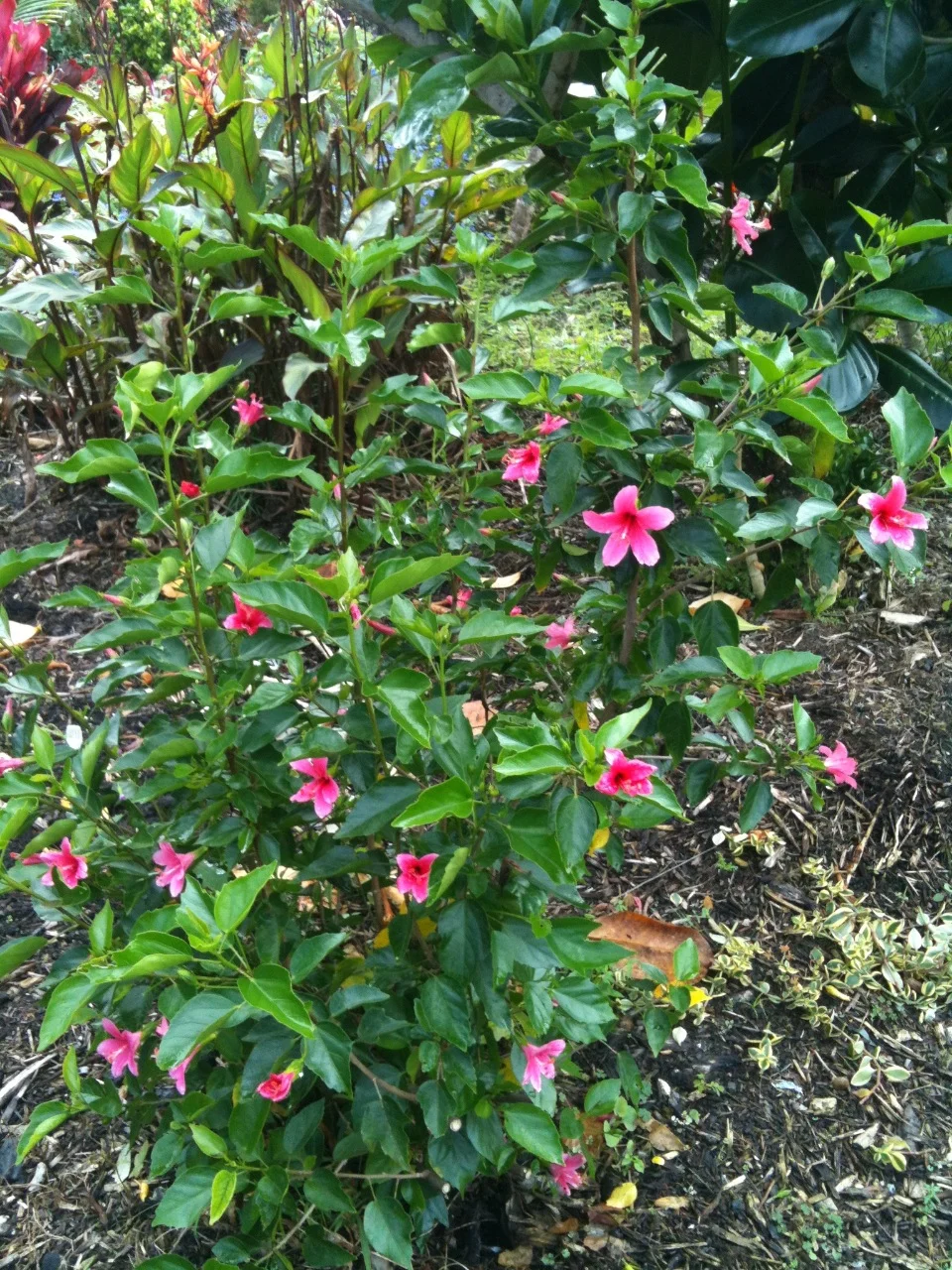 Hibiscus rosa-sinensis 'Candy Pink' — Vintage Green Farms with Tom ...