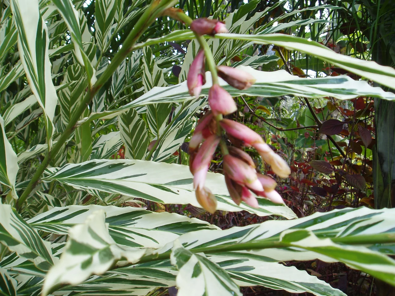 Alpinia sanderae (A. vittata) — Vintage Green Farms with Tom Piergrossi