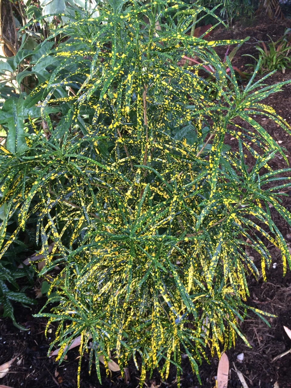 Codiaeum 'Punctatum' — Vintage Green Farms with Tom Piergrossi