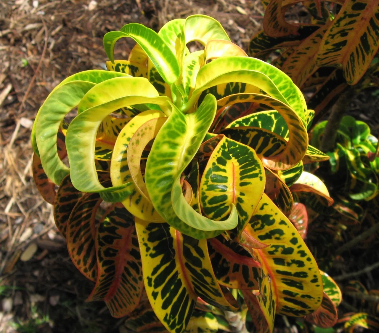 Codiaeum 'Ram's Horn' (yellow) — Vintage Green Farms with Tom Piergrossi