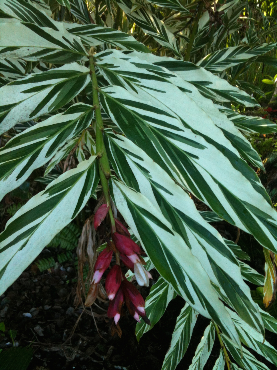 Alpinia sanderae (A. vittata) — Vintage Green Farms with Tom Piergrossi