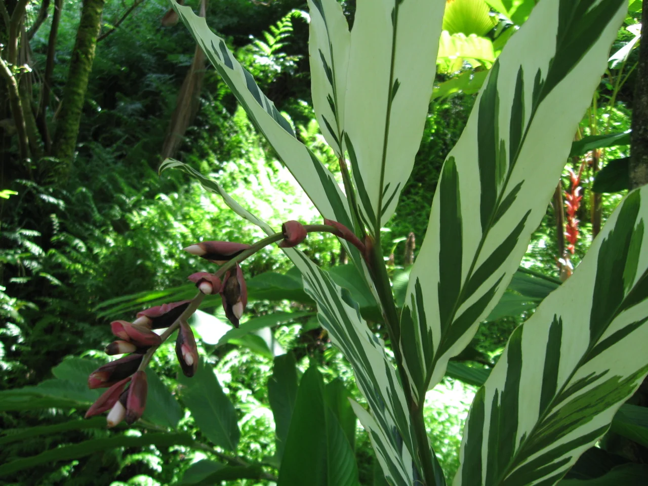 Alpinia sanderae (A. vittata) — Vintage Green Farms with Tom Piergrossi