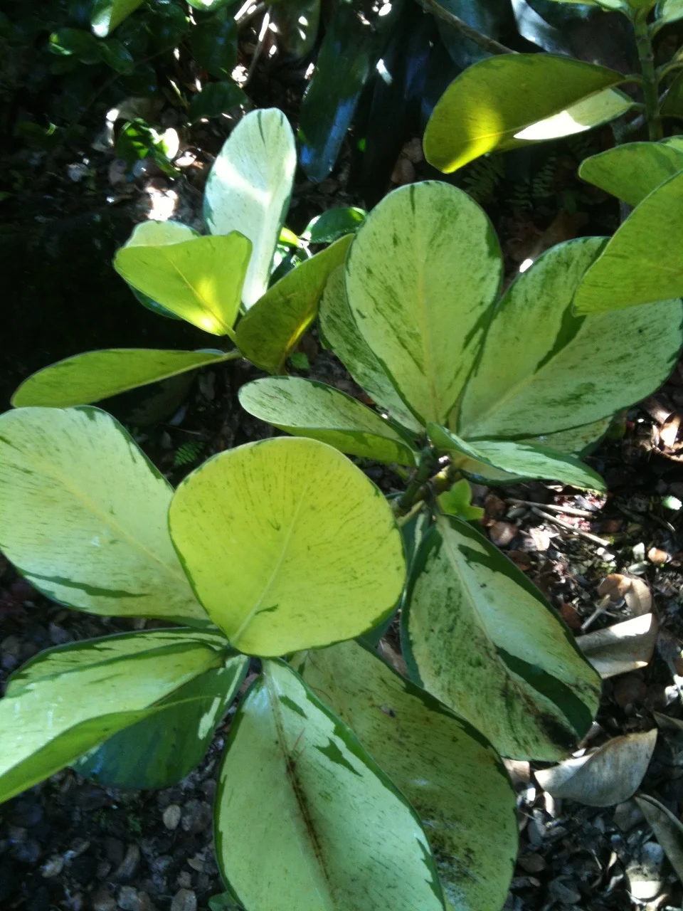 Clusia rosea 'Variegata' — Vintage Green Farms with Tom Piergrossi