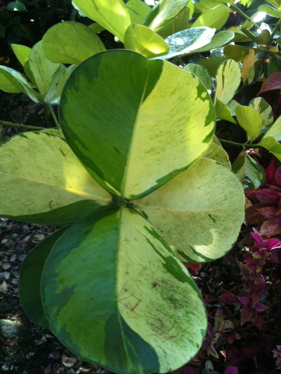 Clusia rosea 'Variegata' — Vintage Green Farms with Tom Piergrossi