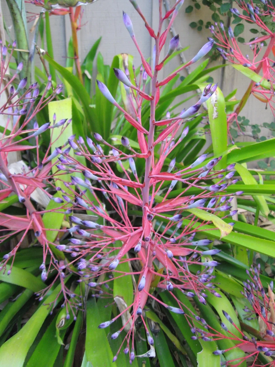 Portea petropolitana extensa — Vintage Green Farms with Tom Piergrossi