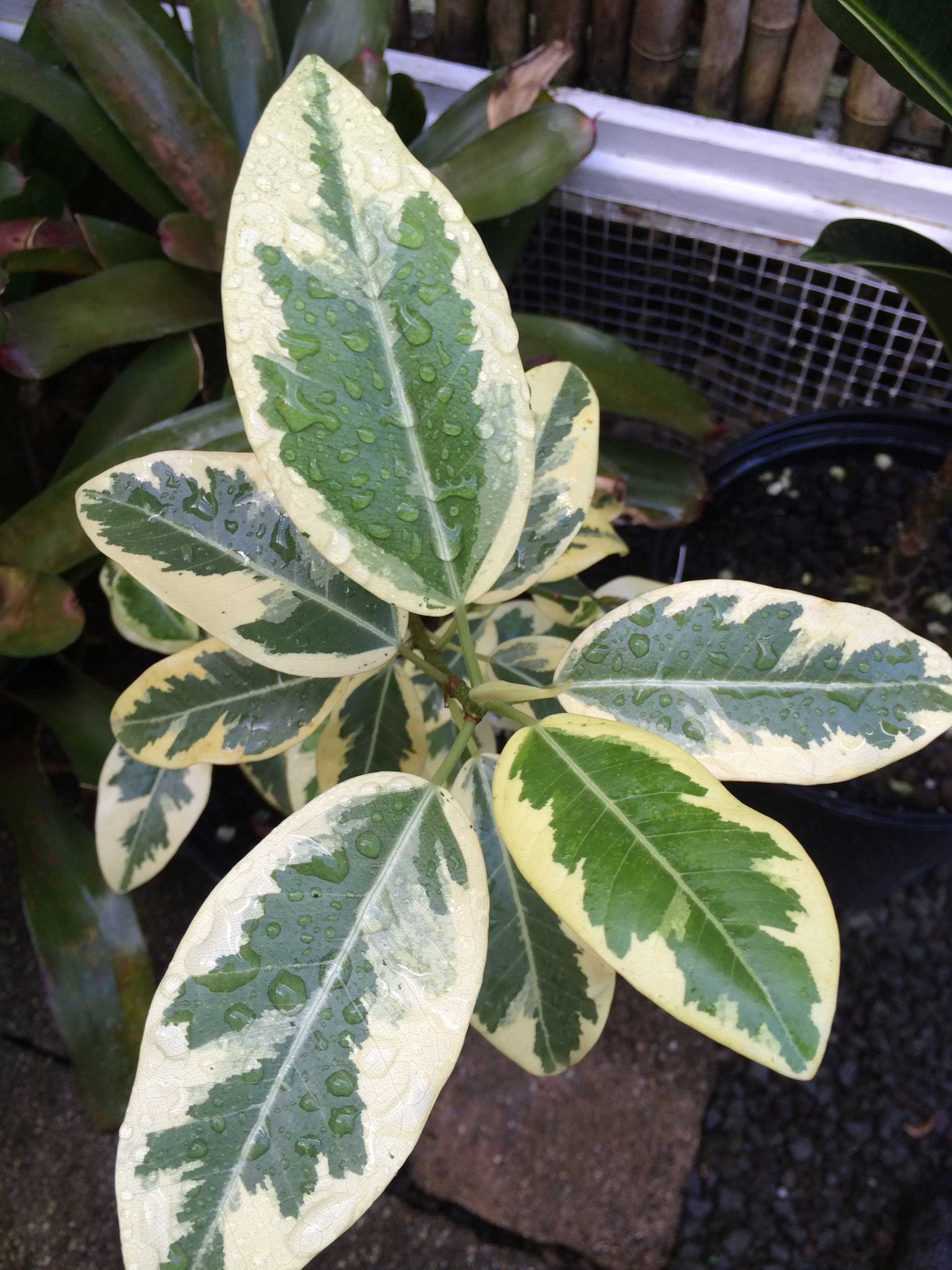 Ficus rubiginosa 'Variegata' — Vintage Green Farms with Tom Piergrossi