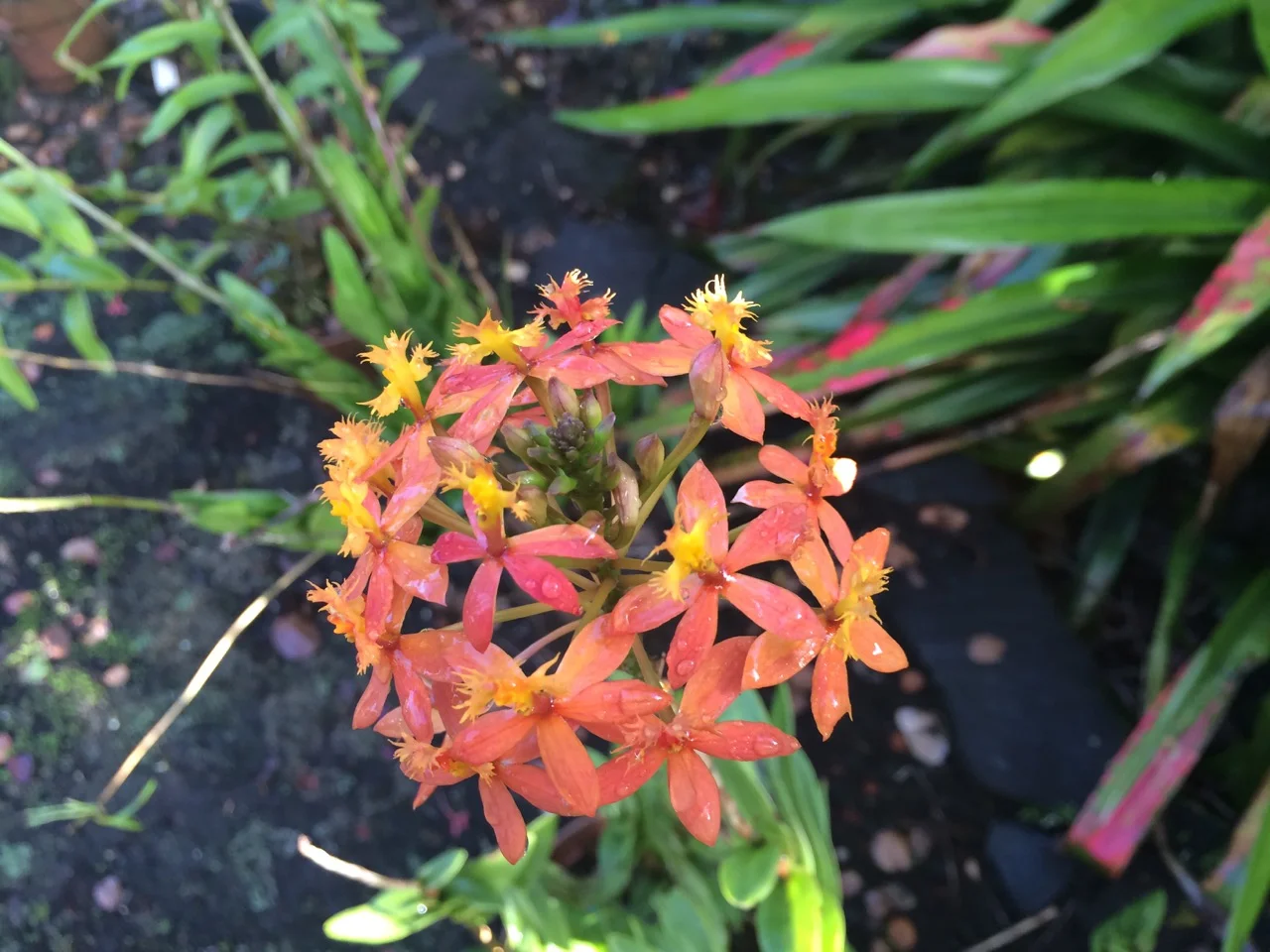 Epidendrum 'Lt. Coral' — Vintage Green Farms with Tom Piergrossi