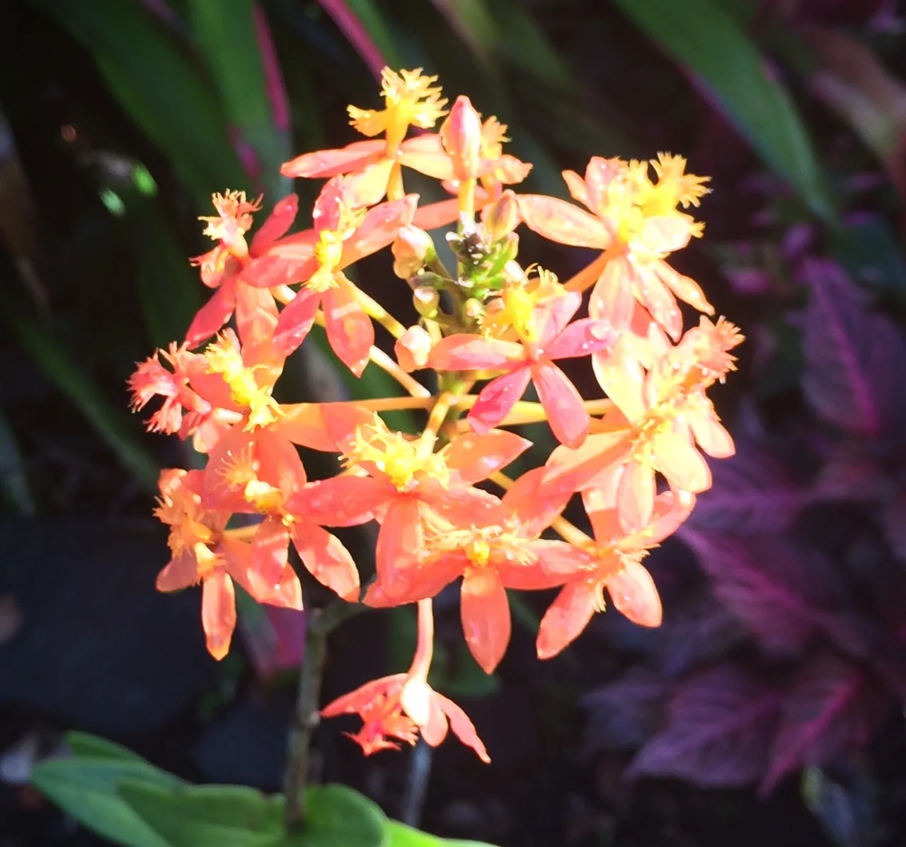 Epidendrum 'Lt. Coral' — Vintage Green Farms with Tom Piergrossi