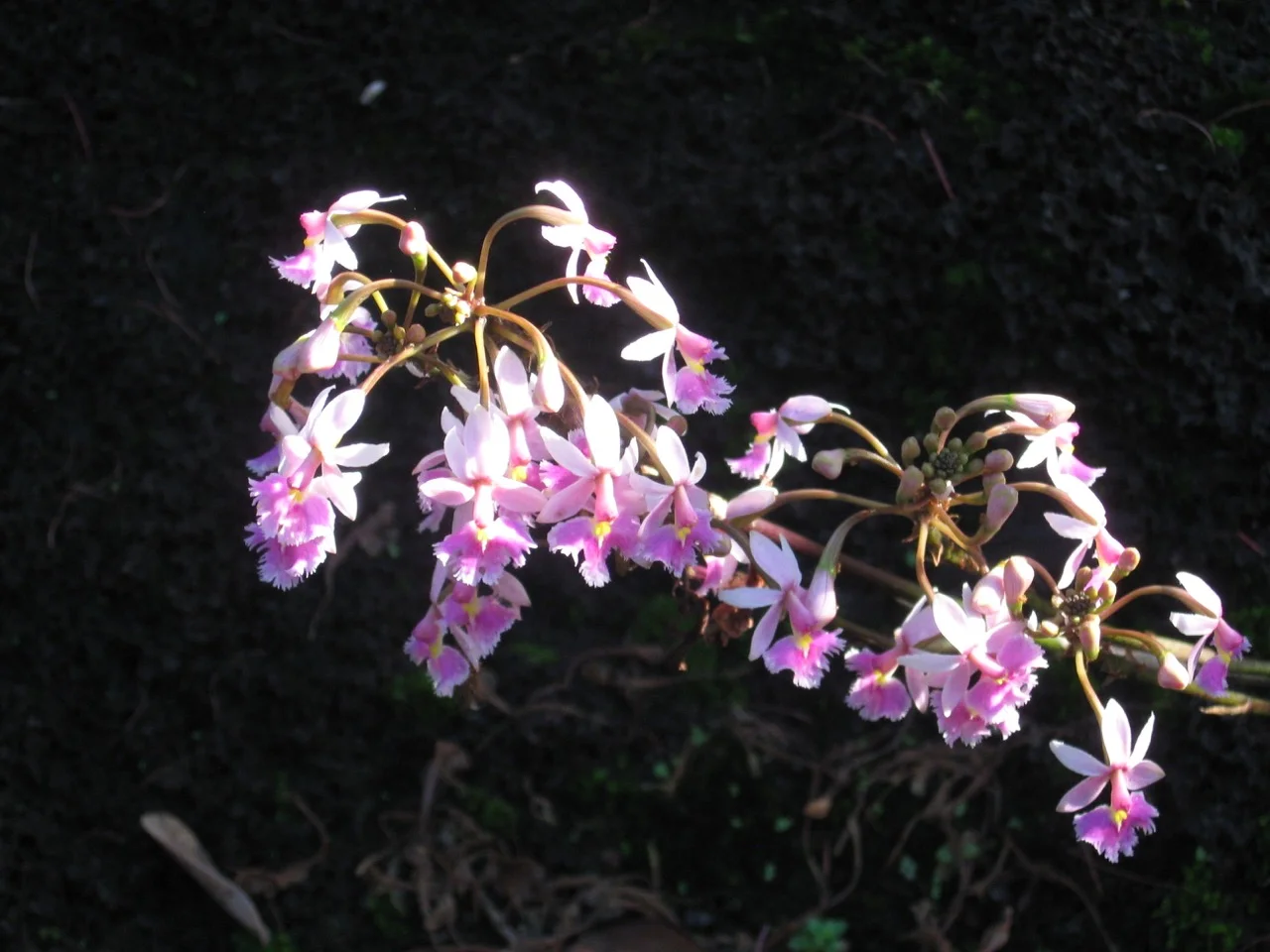 Orchid - Epidendrum — Vintage Green Farms with Tom Piergrossi
