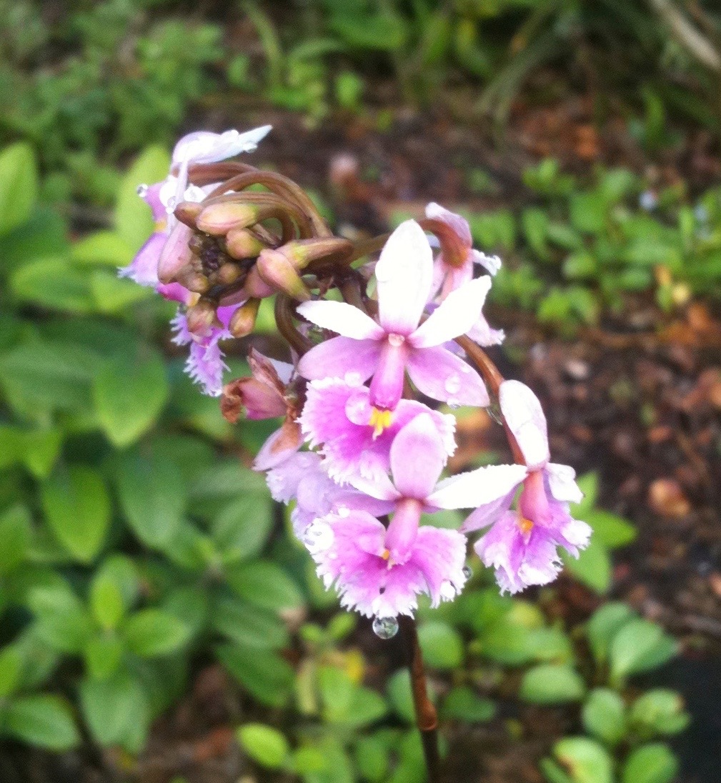 Epidendrum calanthum — Vintage Green Farms with Tom Piergrossi