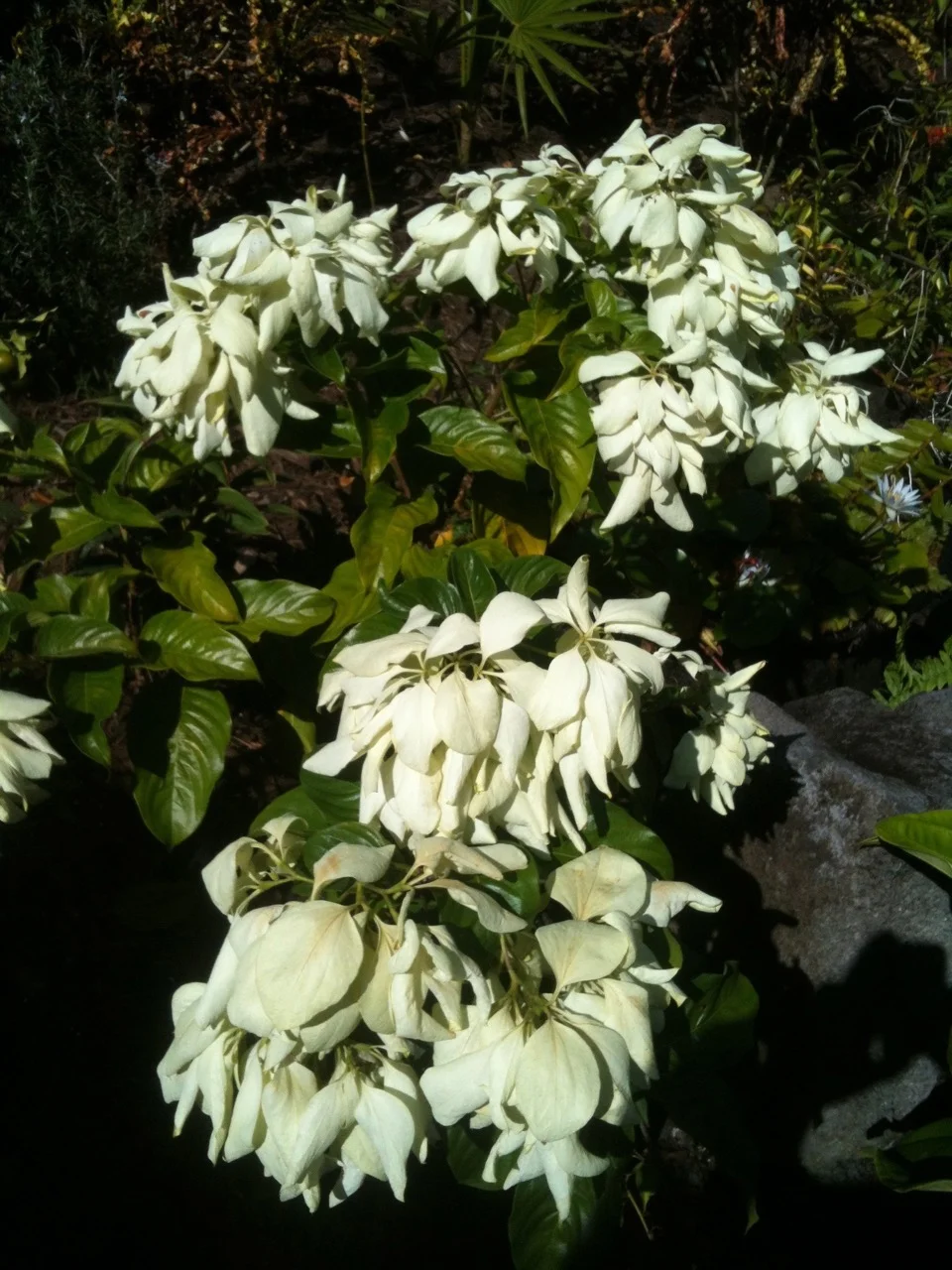 Mussaenda philippica 'Dona Aurora' — Vintage Green Farms with Tom ...