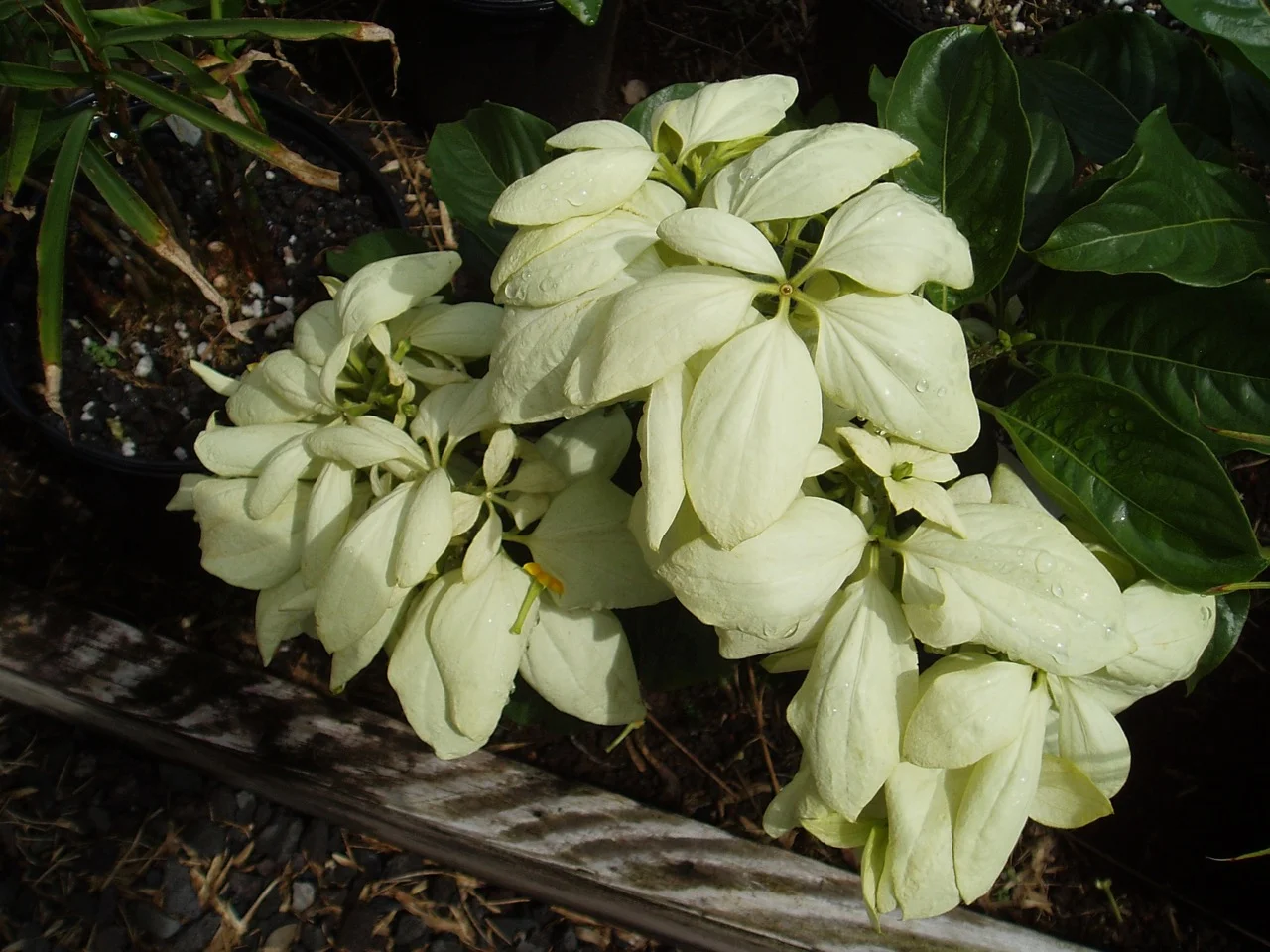 Mussaenda philippica 'Dona Aurora' — Vintage Green Farms with Tom ...