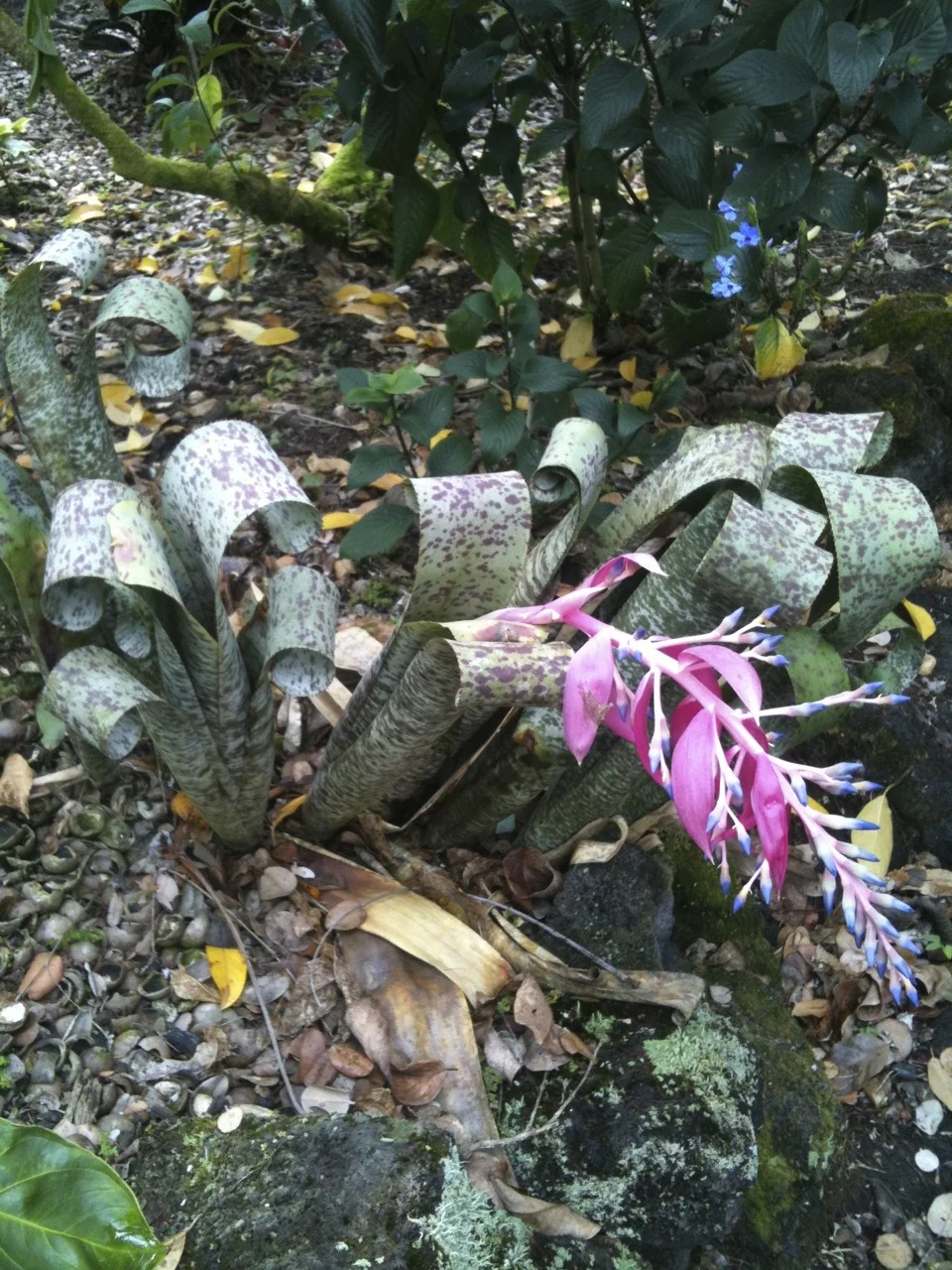 Quesnelia marmarata ‘Tim Plowman’ — Vintage Green Farms with Tom Piergrossi