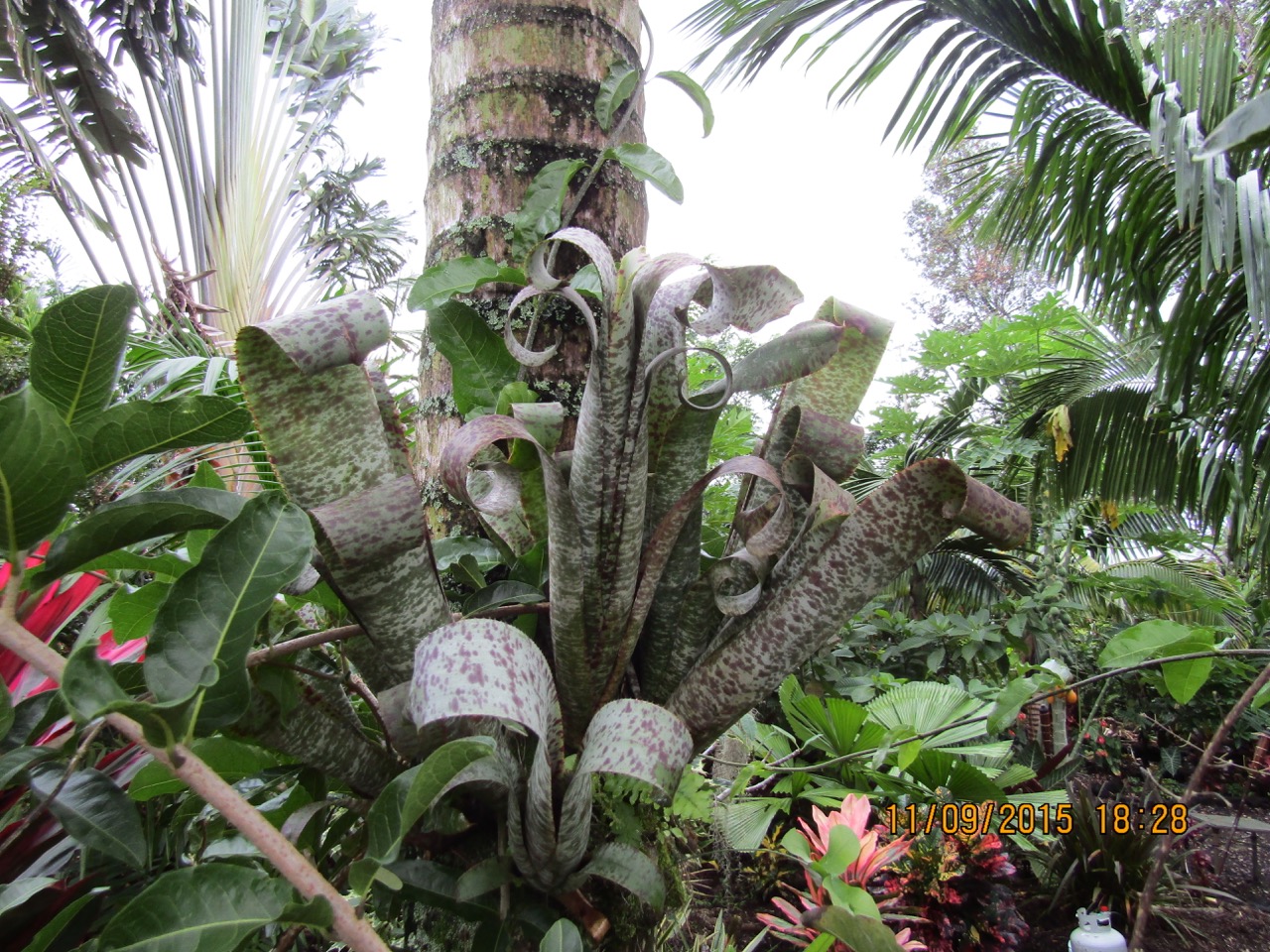 Quesnelia marmarata ‘Tim Plowman’ — Vintage Green Farms with Tom Piergrossi