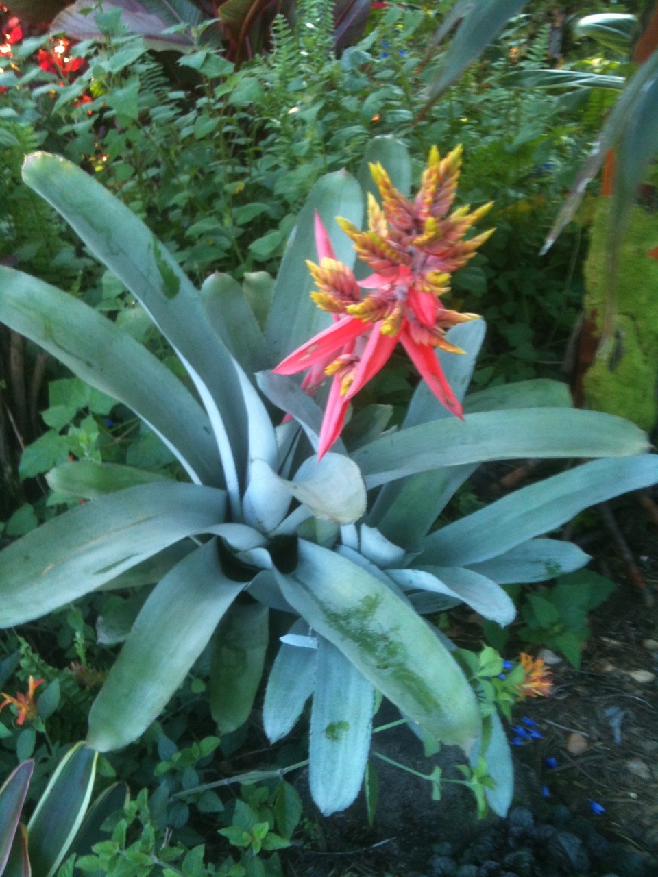 Aechmea chantinii ‘Little Harv' — Vintage Green Farms with Tom Piergrossi