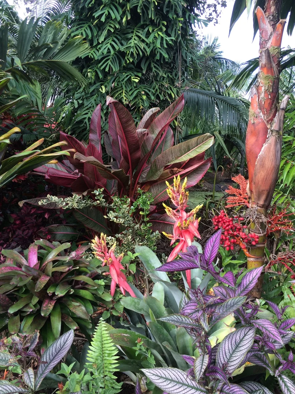 Aechmea chantinii ‘Little Harv' — Vintage Green Farms with Tom Piergrossi