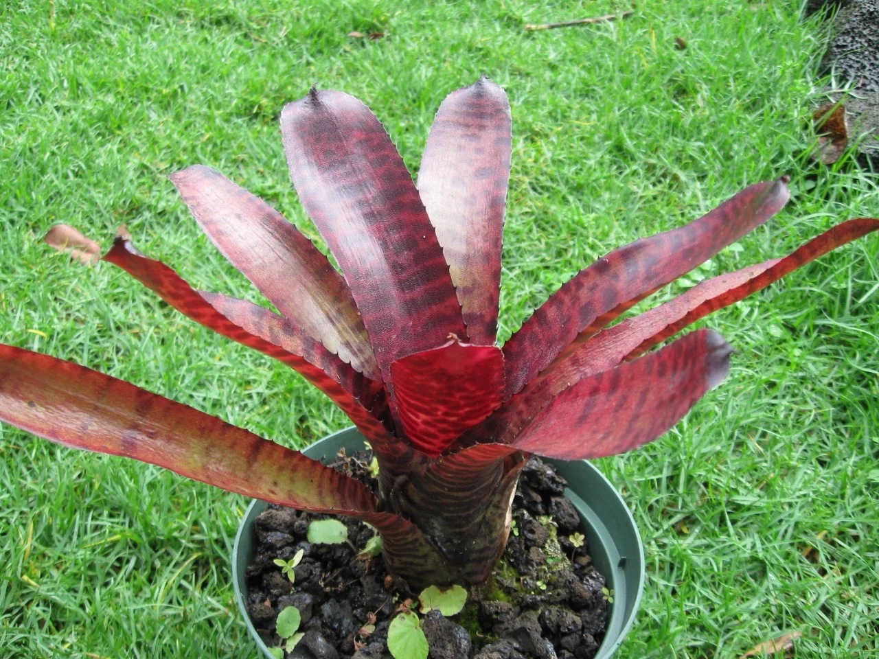 Aechmea cv. gov plea x rubrifolia — Vintage Green Farms with Tom Piergrossi