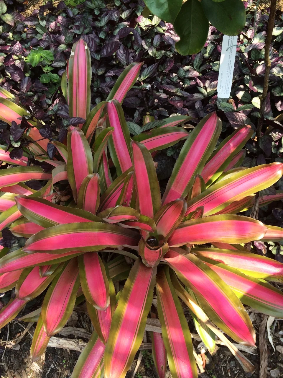 Aechmea lueddemanniana 'Alvarez' — Vintage Green Farms with Tom Piergrossi