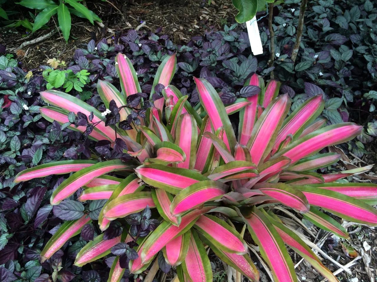 Aechmea lueddemanniana 'Alvarez' — Vintage Green Farms with Tom Piergrossi