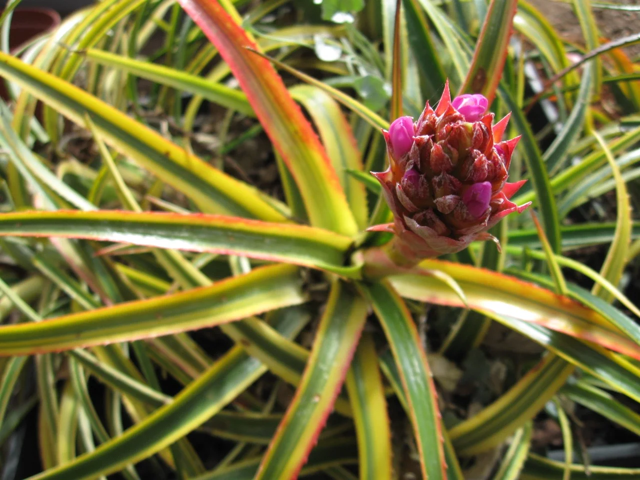 Aechmea recurvata 'Aztec Gold' — Vintage Green Farms with Tom Piergrossi