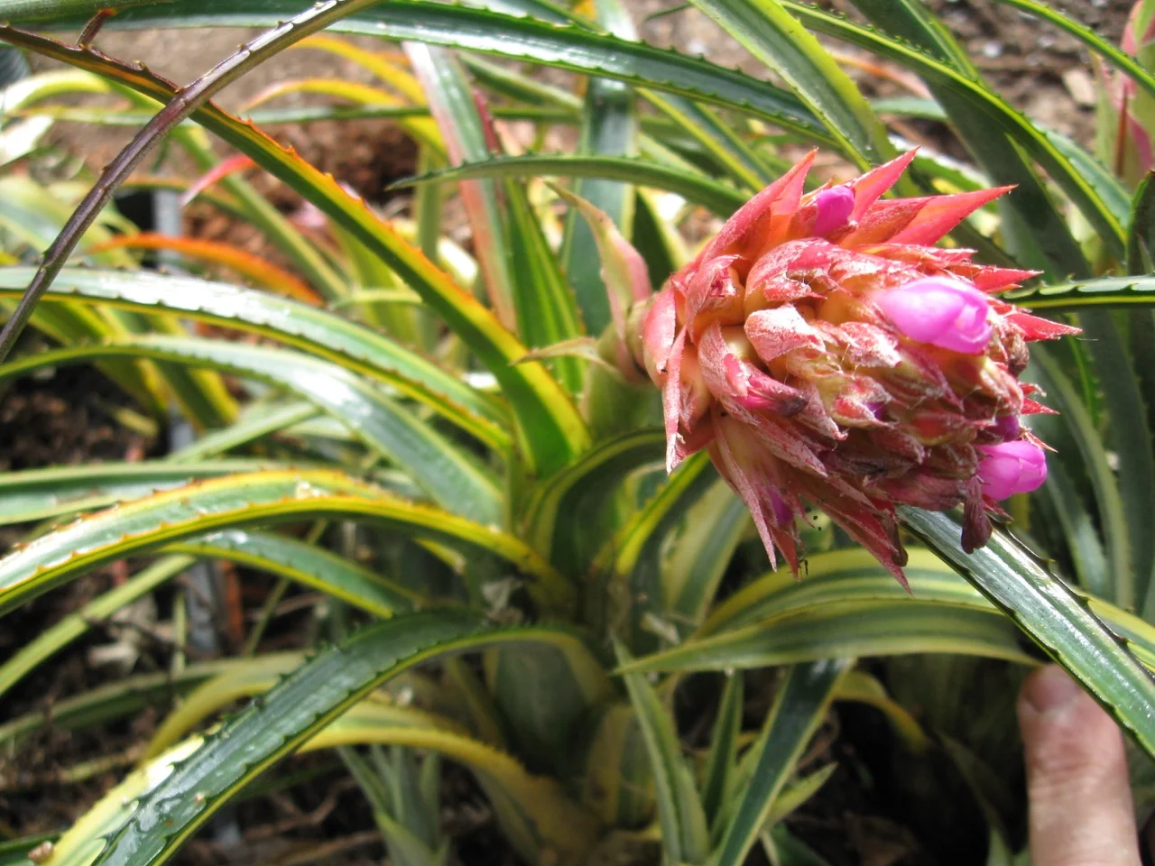 Aechmea recurvata 'Aztec Gold' — Vintage Green Farms with Tom Piergrossi