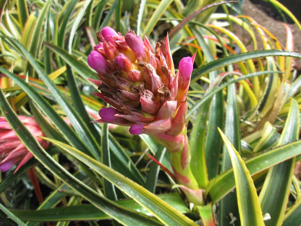 Aechmea recurvata 'Aztec Gold' — Vintage Green Farms with Tom Piergrossi