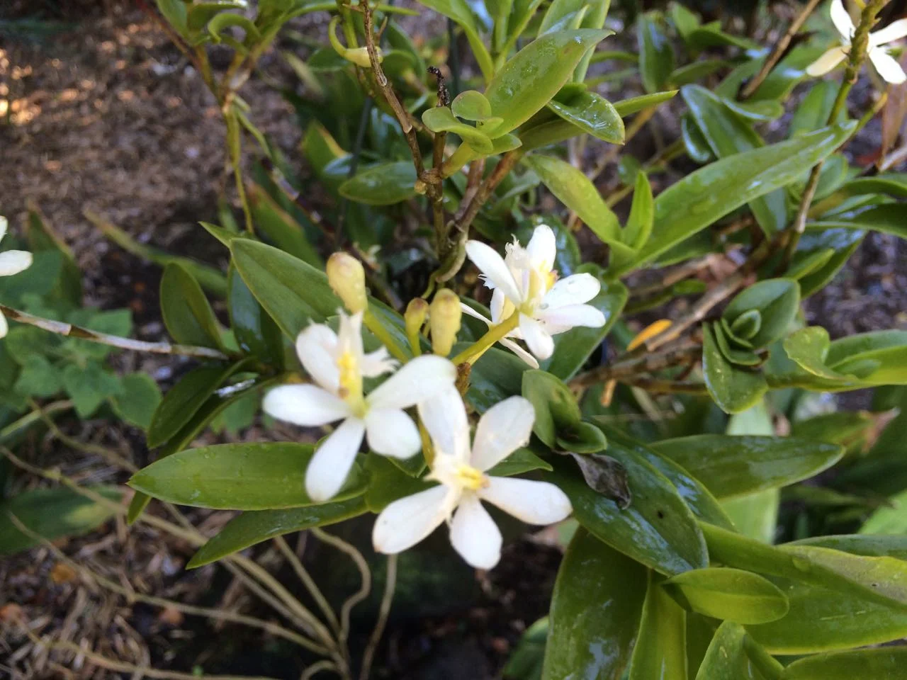 Epidendrum 'Compact White' — Vintage Green Farms with Tom Piergrossi