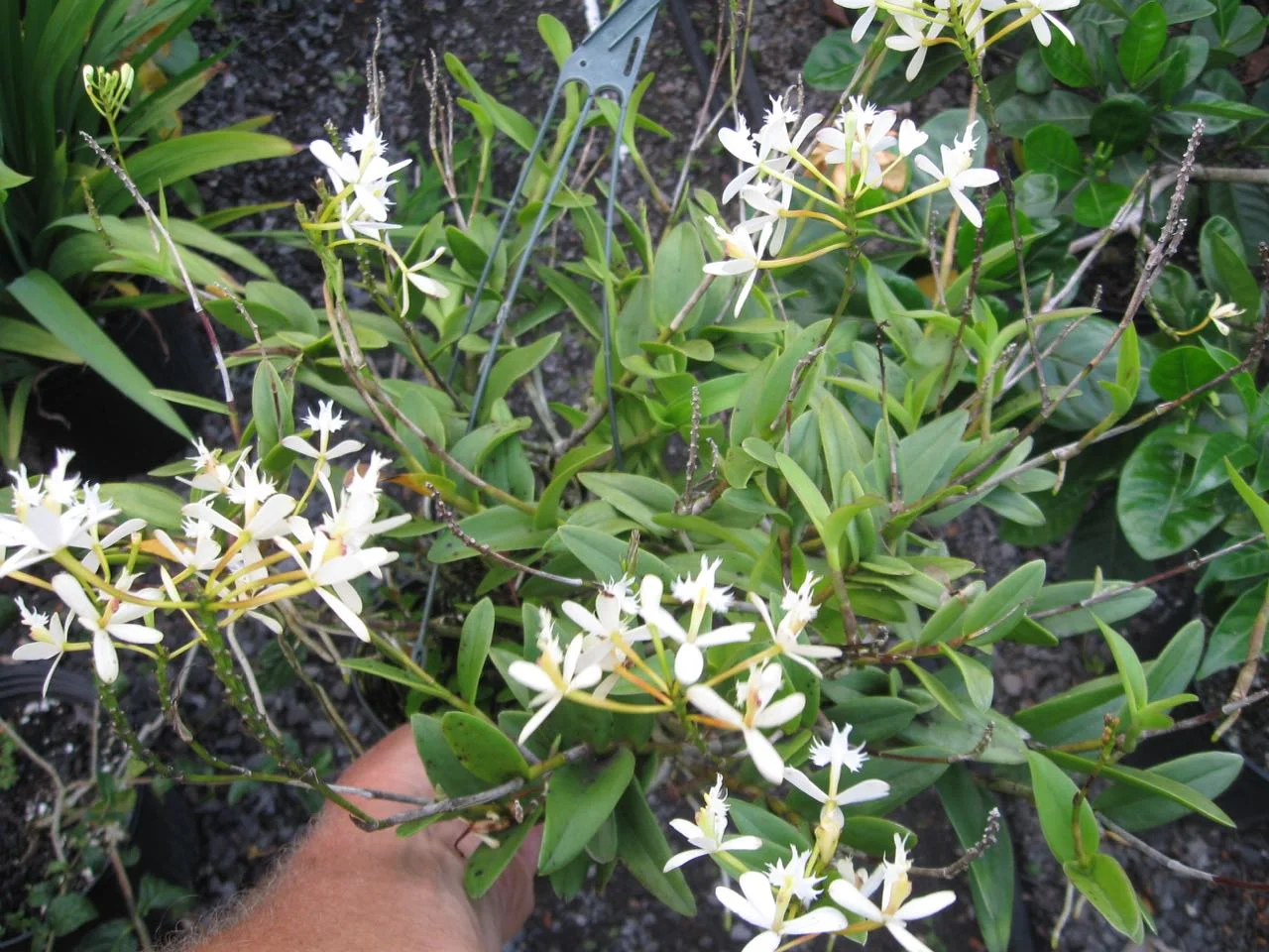 Orchid - Epidendrum — Vintage Green Farms with Tom Piergrossi
