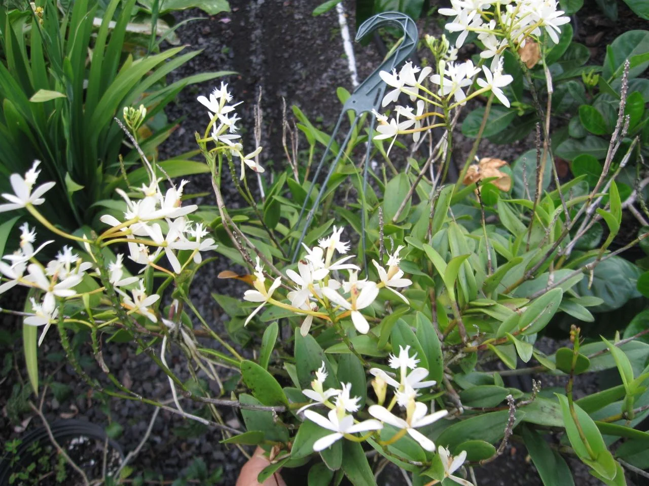 Epidendrum 'Compact White' — Vintage Green Farms with Tom Piergrossi
