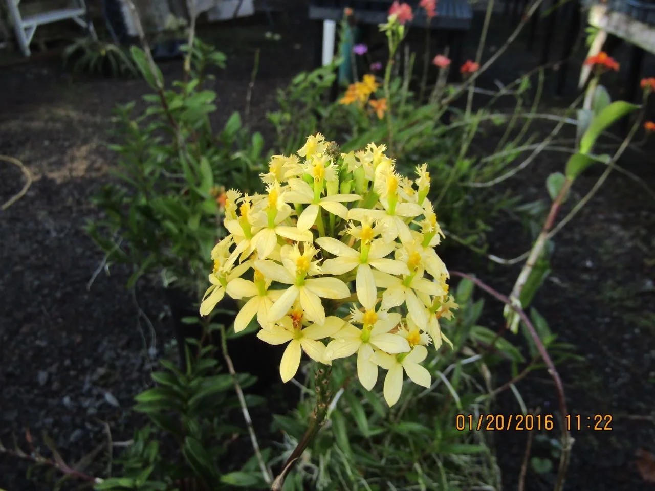 Orchid - Epidendrum — Vintage Green Farms with Tom Piergrossi