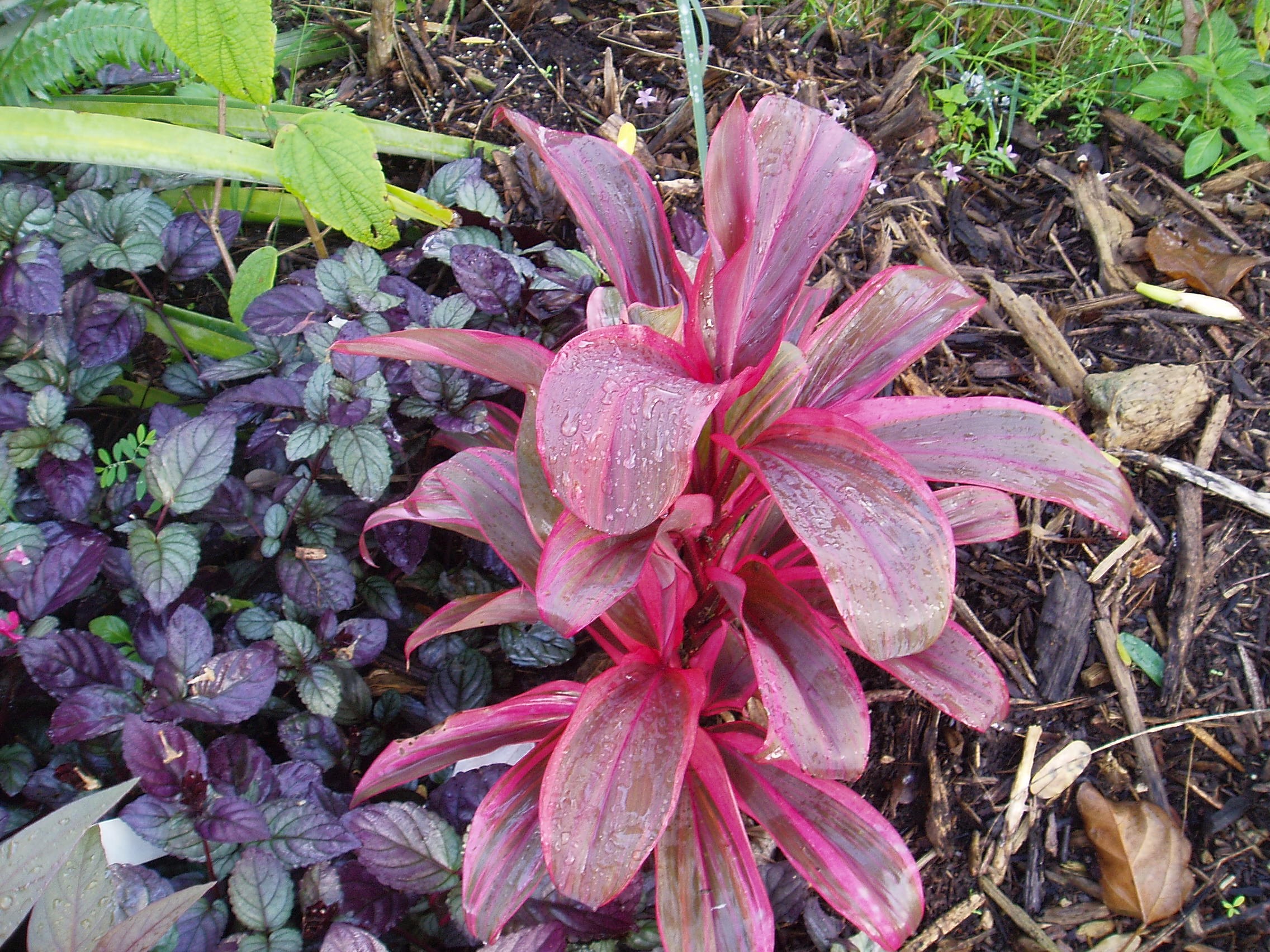 Cordyline terminalis 'Electra' — Vintage Green Farms with Tom Piergrossi