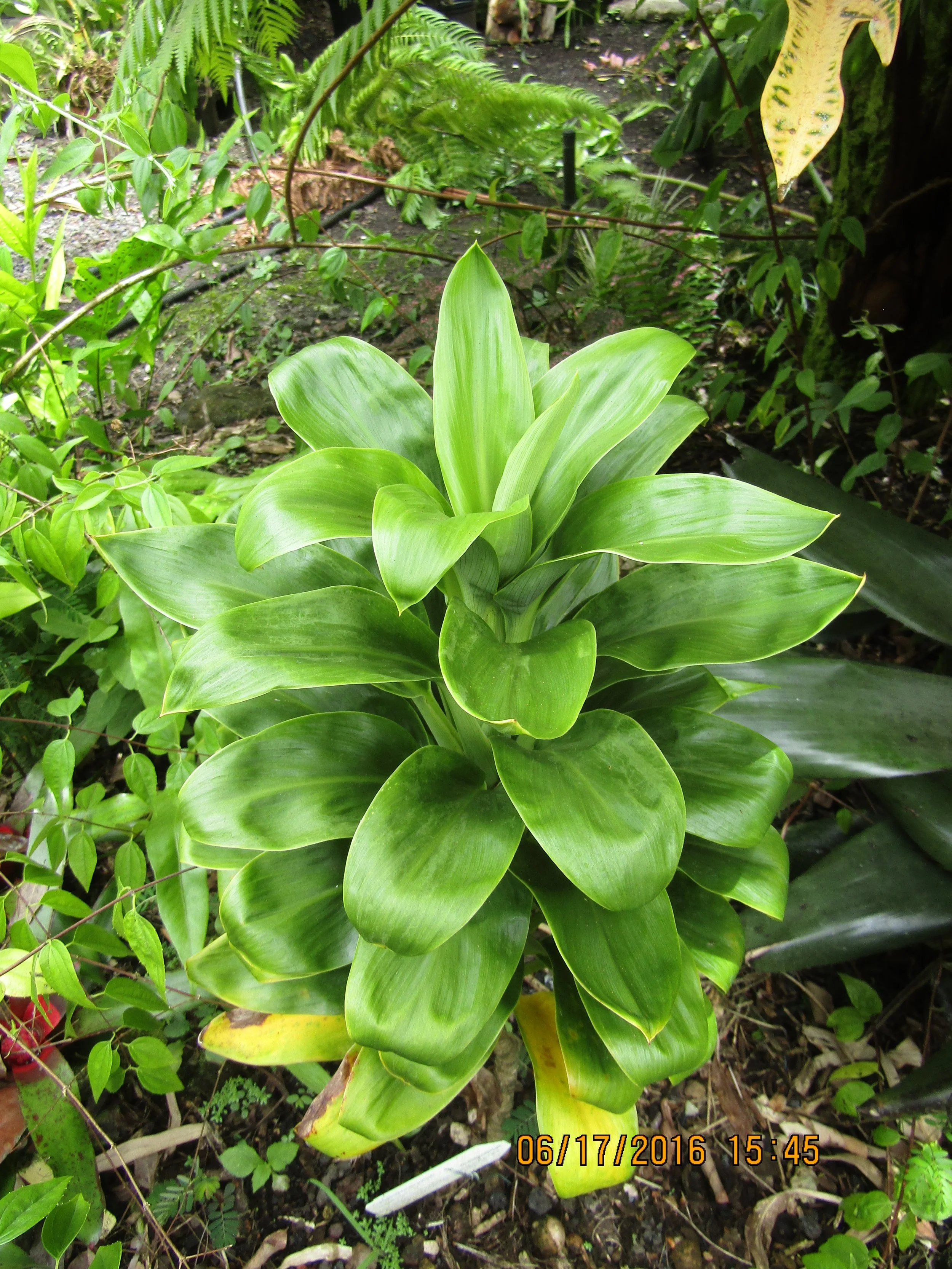 Cordyline terminalis (mini green leaf) — Vintage Green Farms with Tom ...