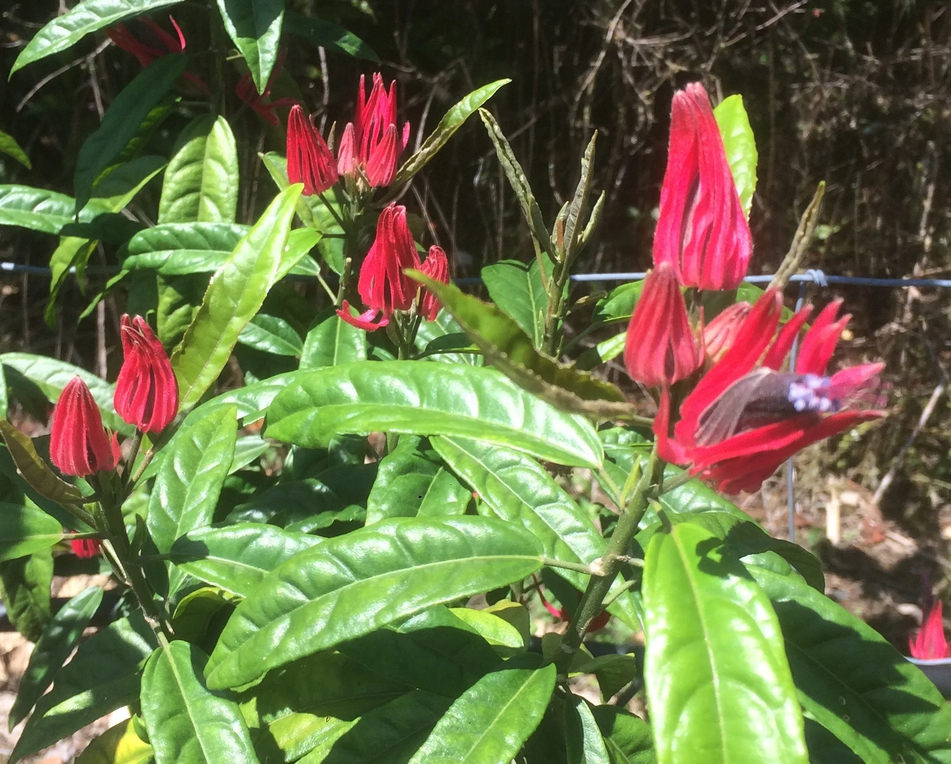 Pavonia multiflora — Vintage Green Farms with Tom Piergrossi