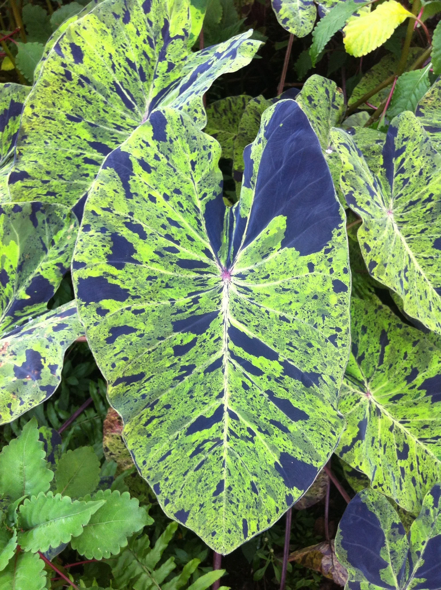 Colocasia esculenta 'Mojito' — Vintage Green Farms with Tom Piergrossi