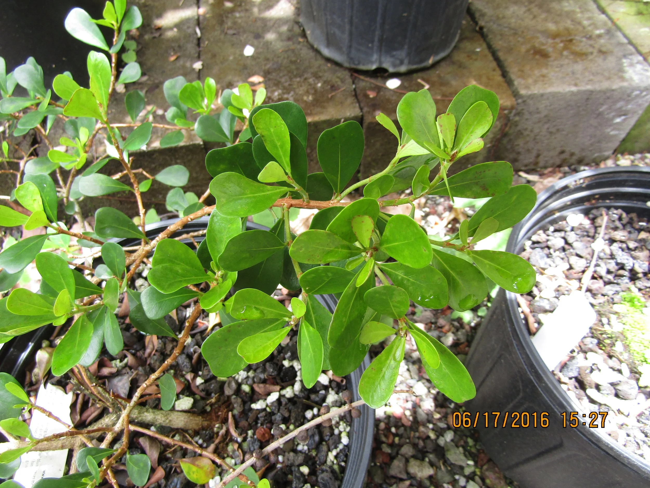 Ficus buxifolia — Vintage Green Farms with Tom Piergrossi