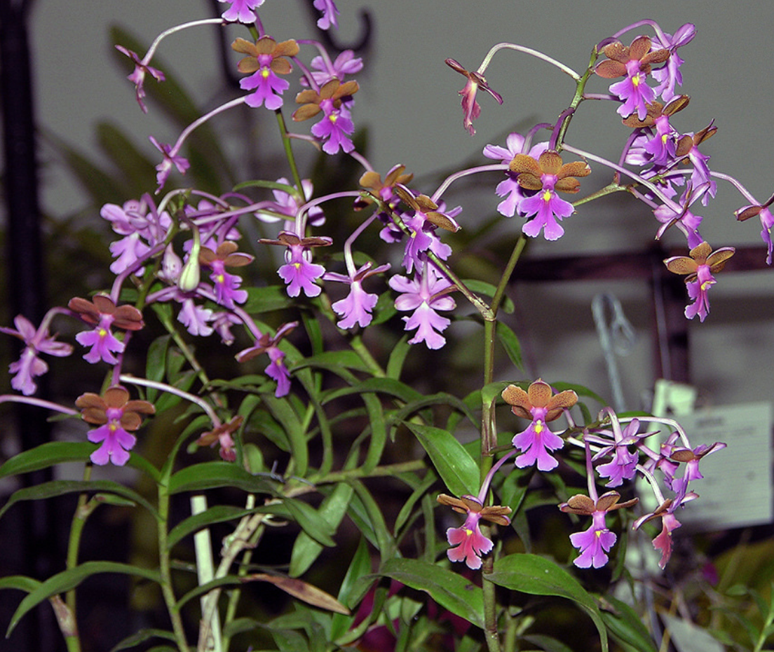 Orchid - Epidendrum — Vintage Green Farms with Tom Piergrossi
