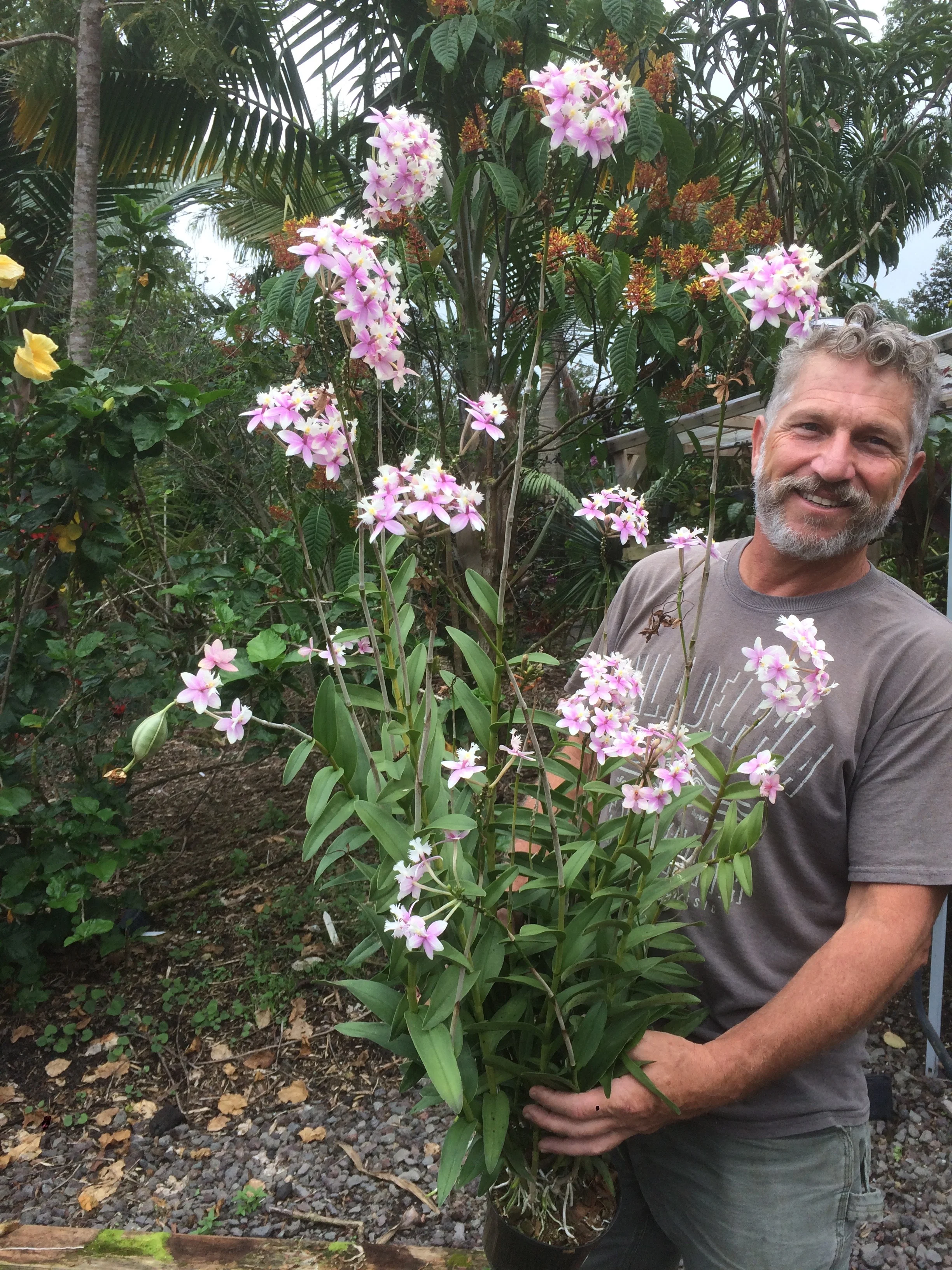 Epidendrum 'Wedding Valley - Sakura' — Vintage Green Farms with Tom ...