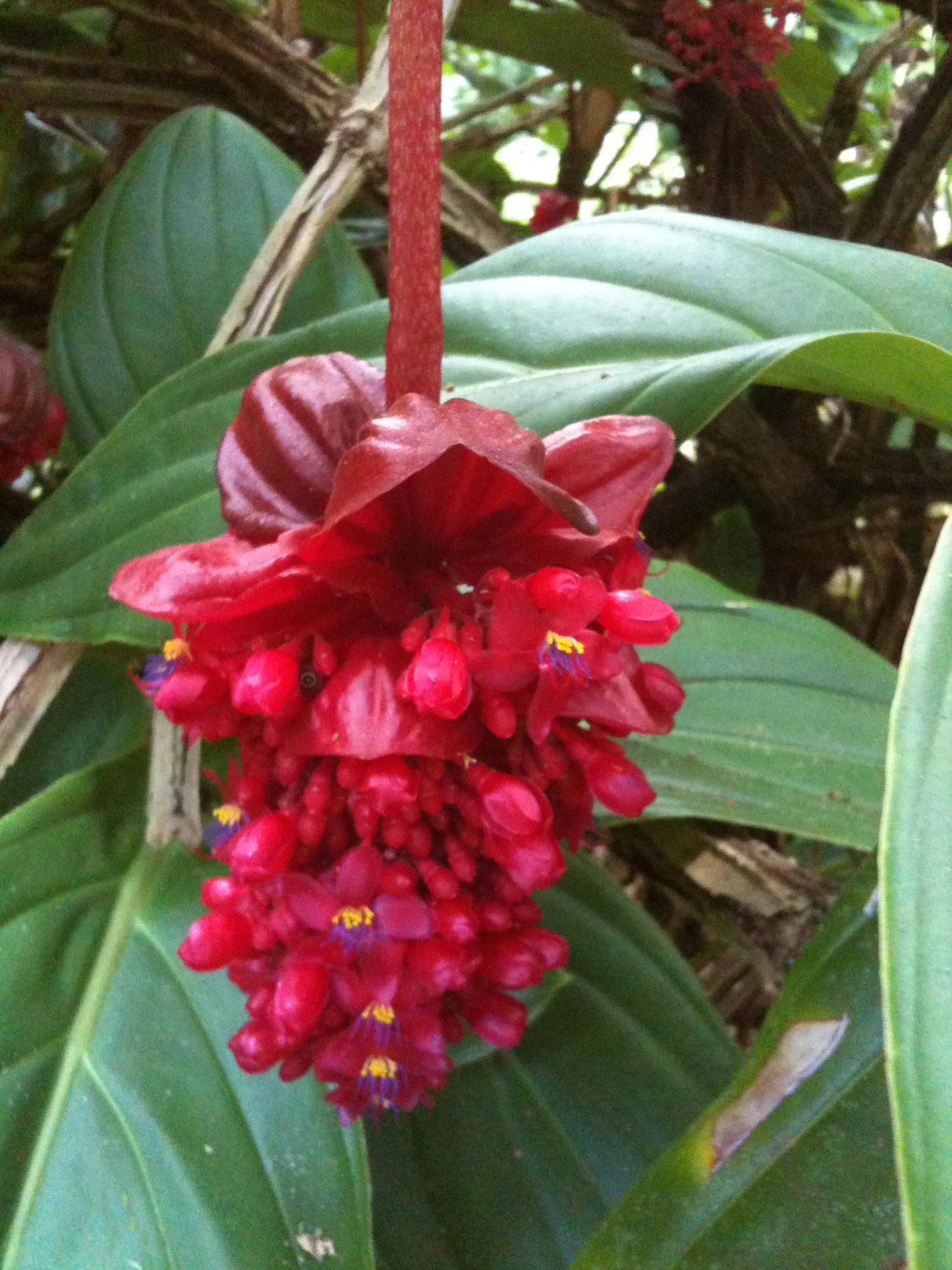 Medinilla — Vintage Green Farms with Tom Piergrossi