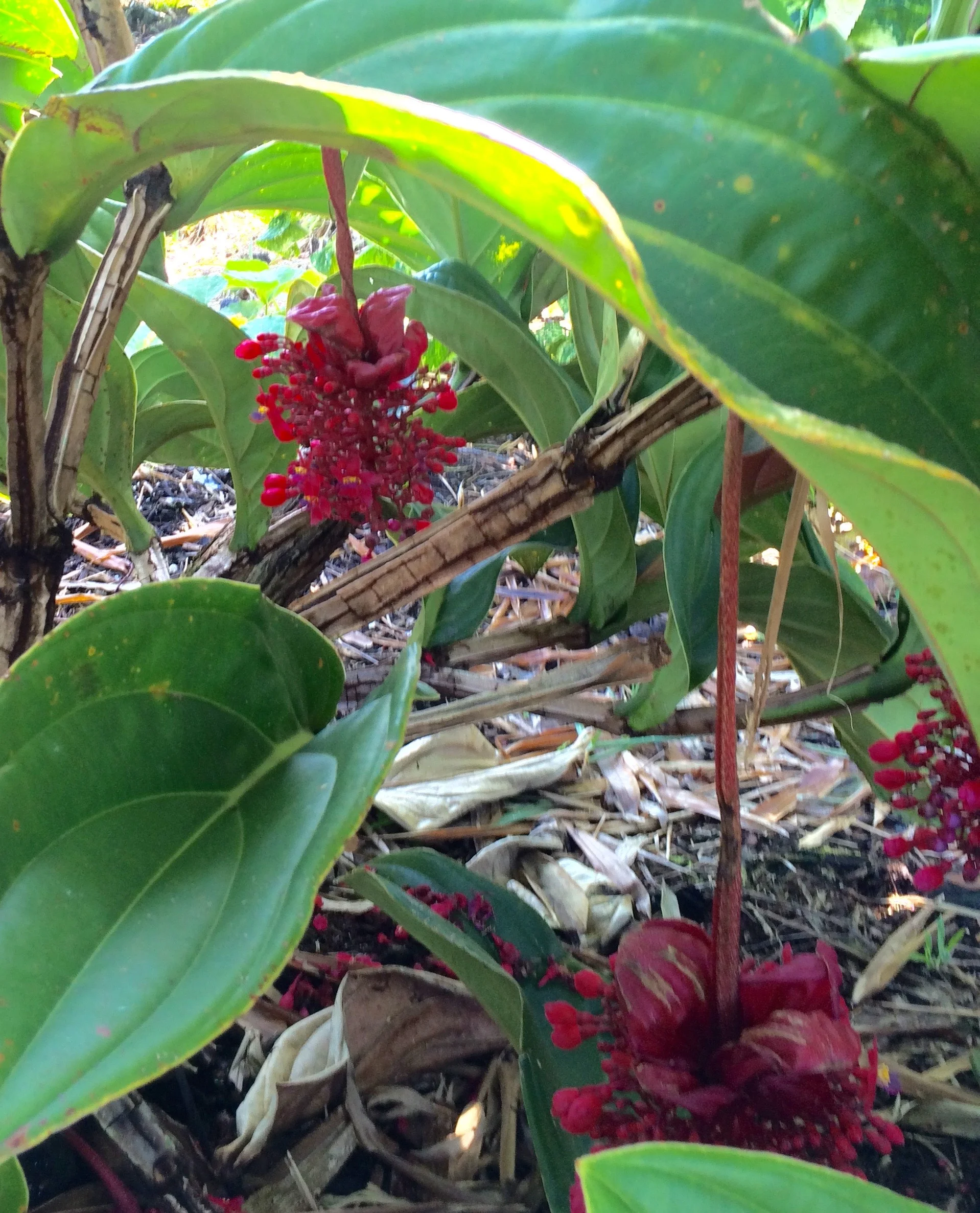 Medinilla miniata — Vintage Green Farms with Tom Piergrossi