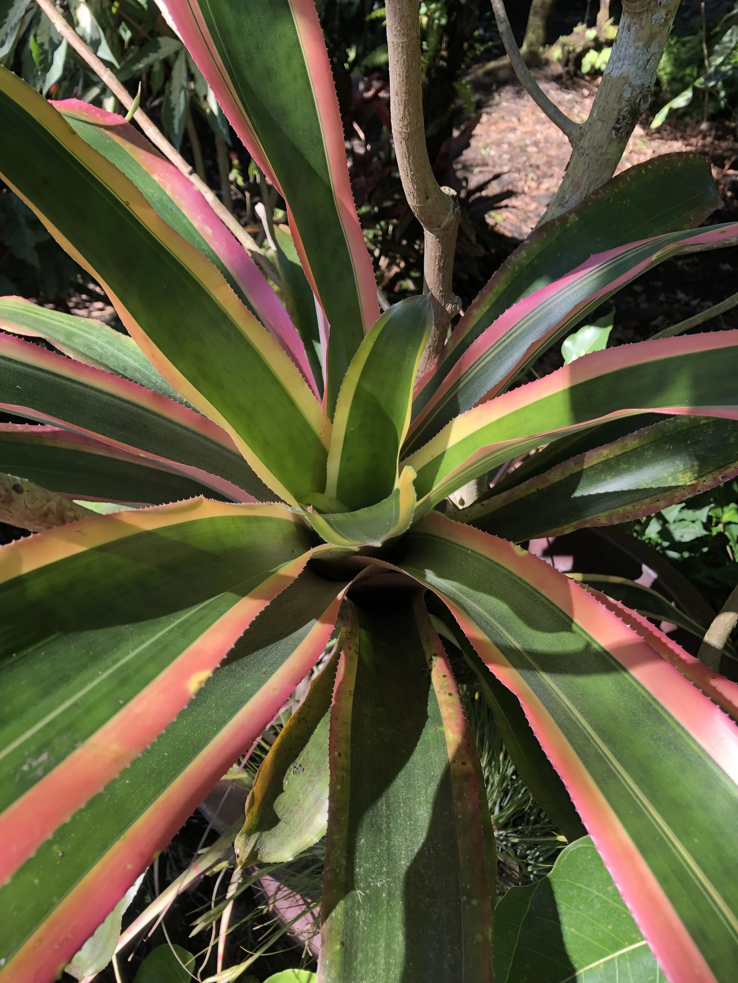 Bromeliads — Vintage Green Farms with Tom Piergrossi