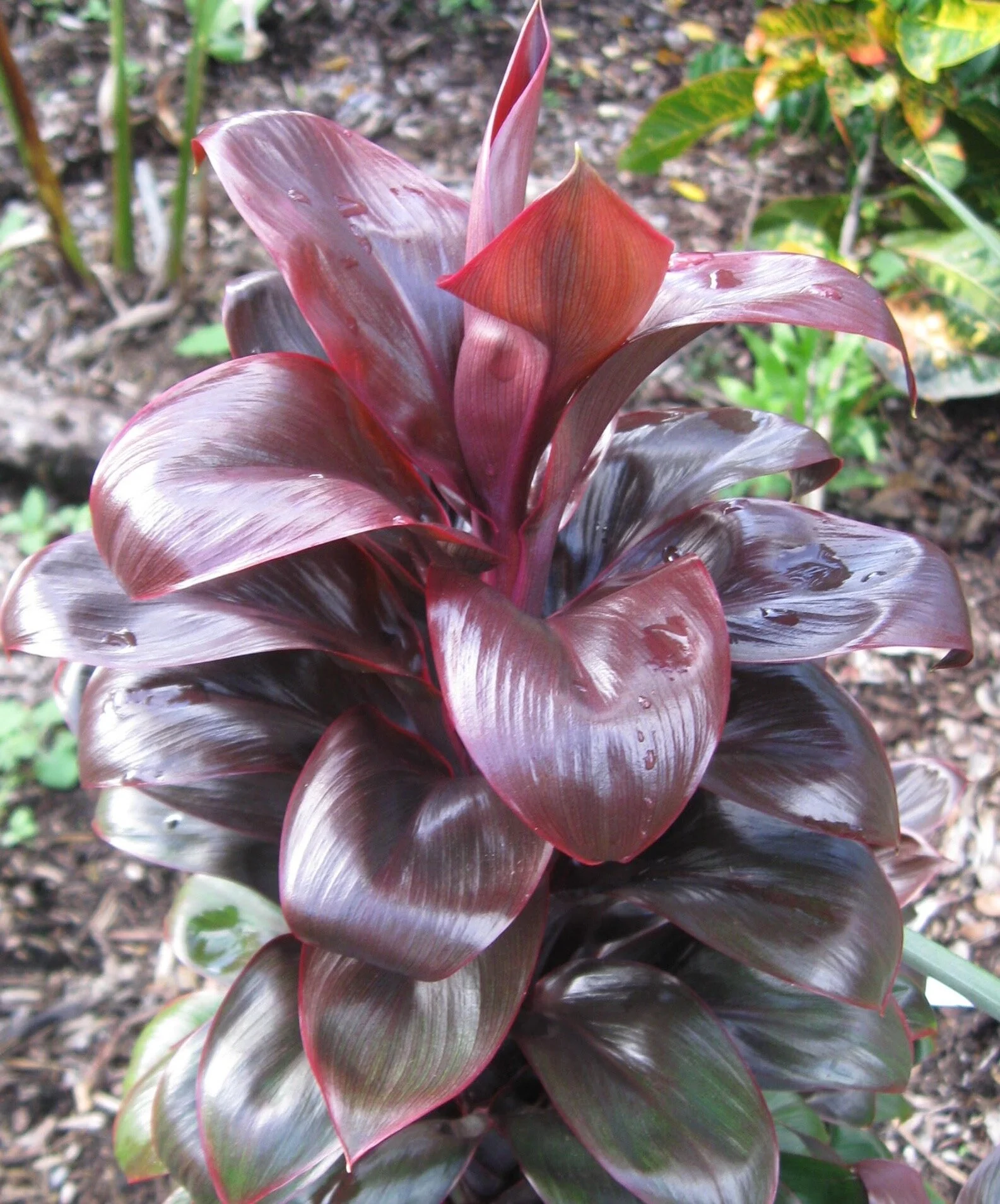 Cordylines - Ti Leaf — Vintage Green Farms with Tom Piergrossi
