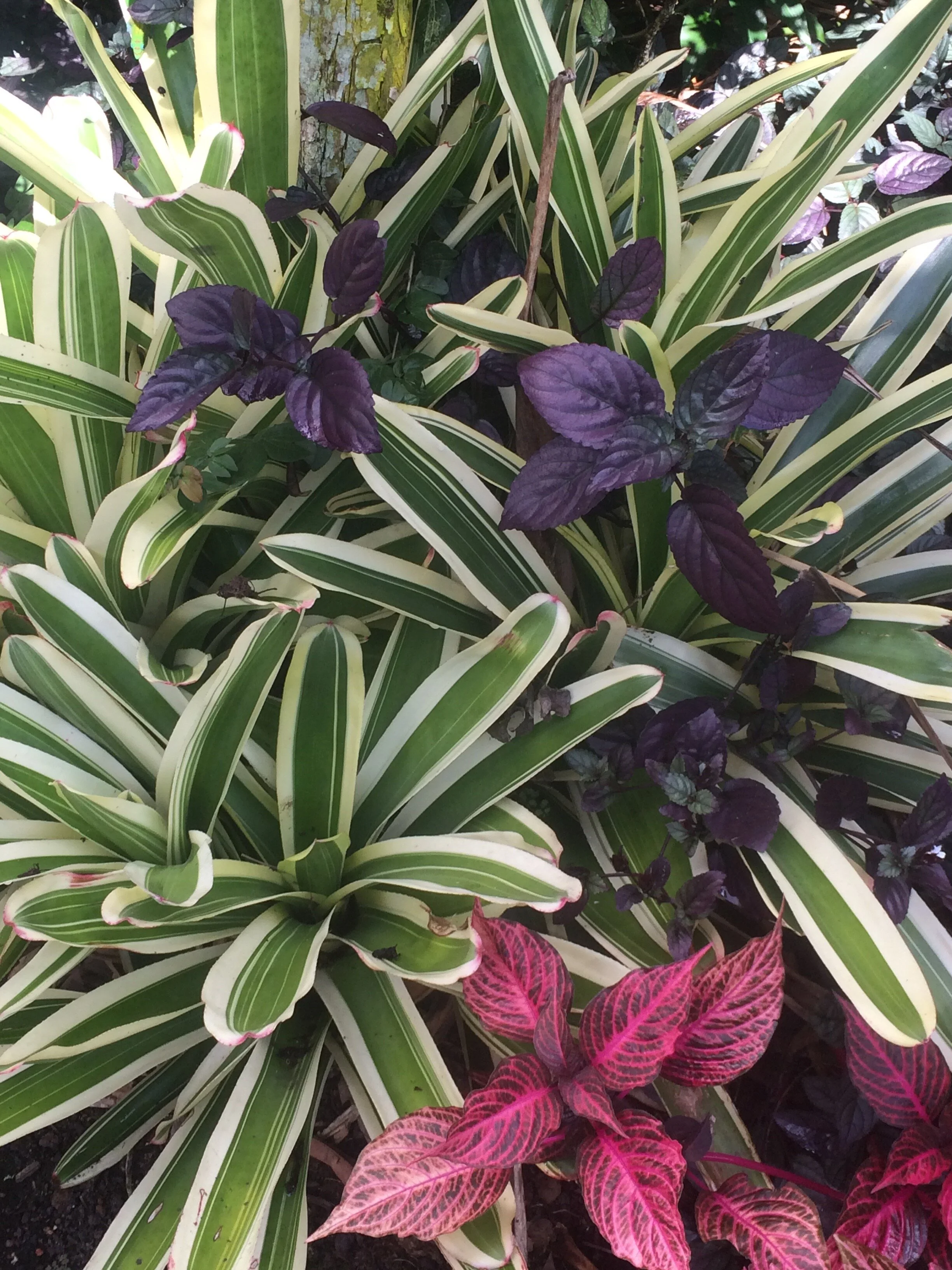Neoregelia 'Dr. Jeffrey Block' — Vintage Green Farms with Tom Piergrossi