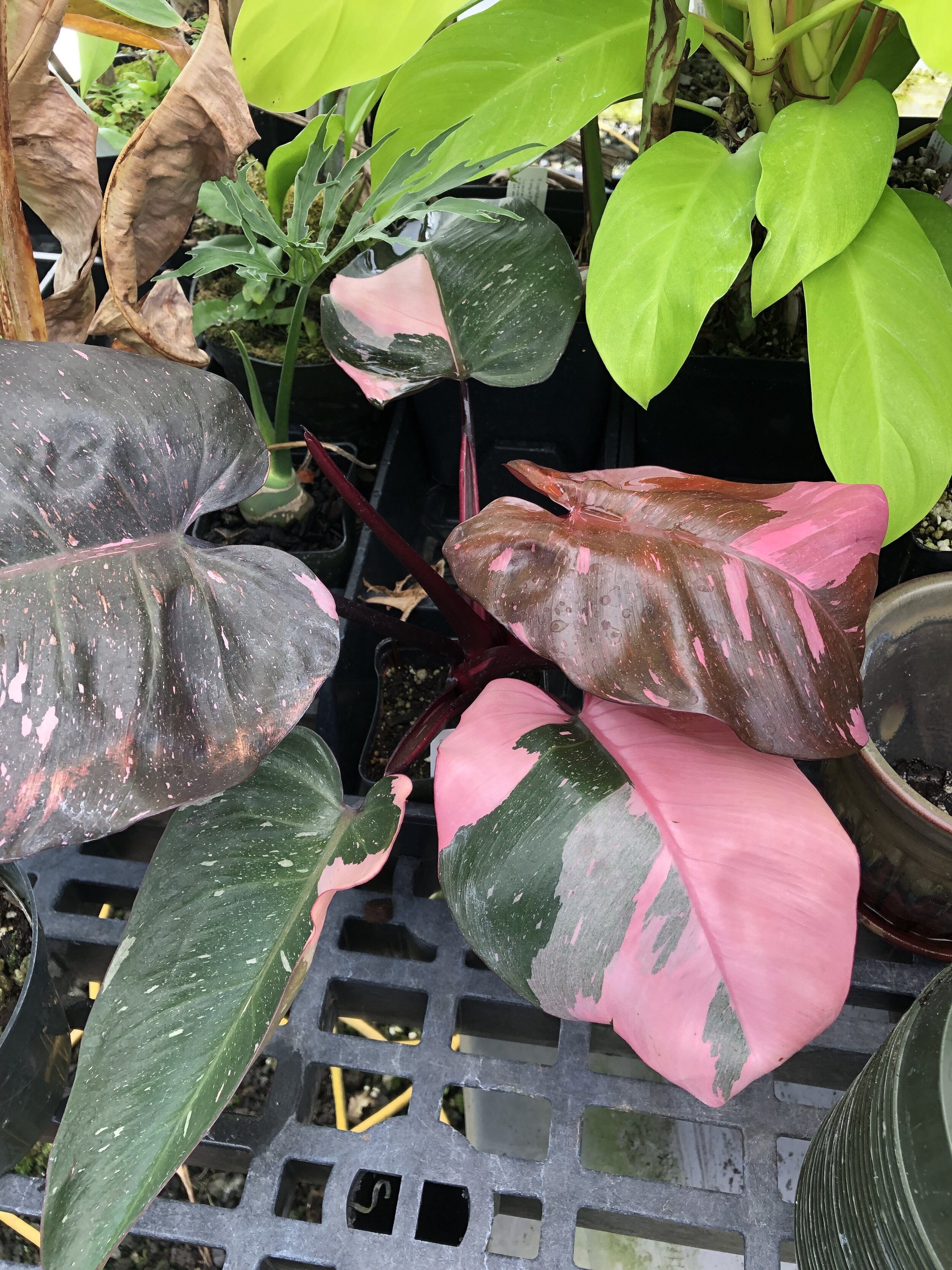 Philodendron erubescens 'Pink Princess' — Vintage Green Farms with Tom ...