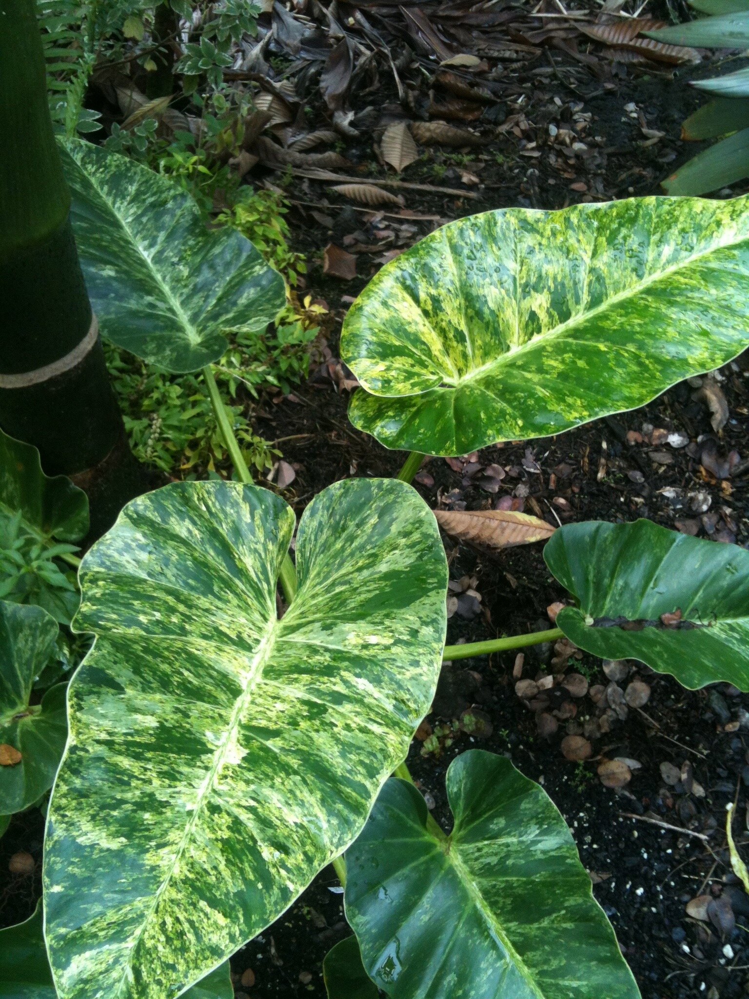Philodendron giganteum 'Variegated' — Vintage Green Farms with Tom ...