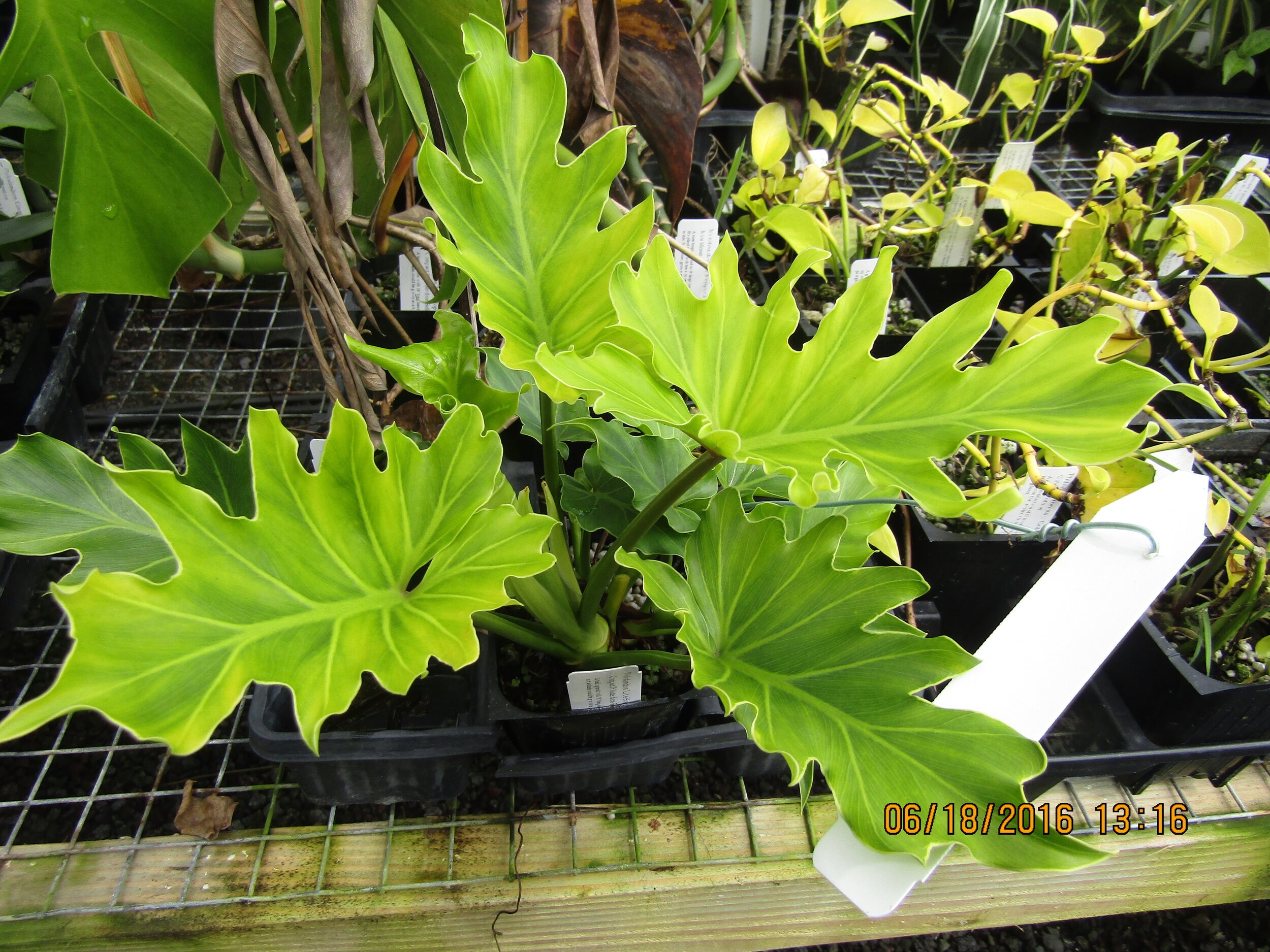 Aroids - Philodendron — Vintage Green Farms with Tom Piergrossi